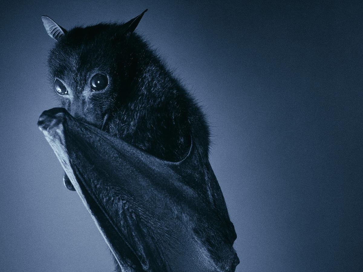 Bats Flying Wallpapers - Top Free Bats Flying Backgrounds - WallpaperAccess