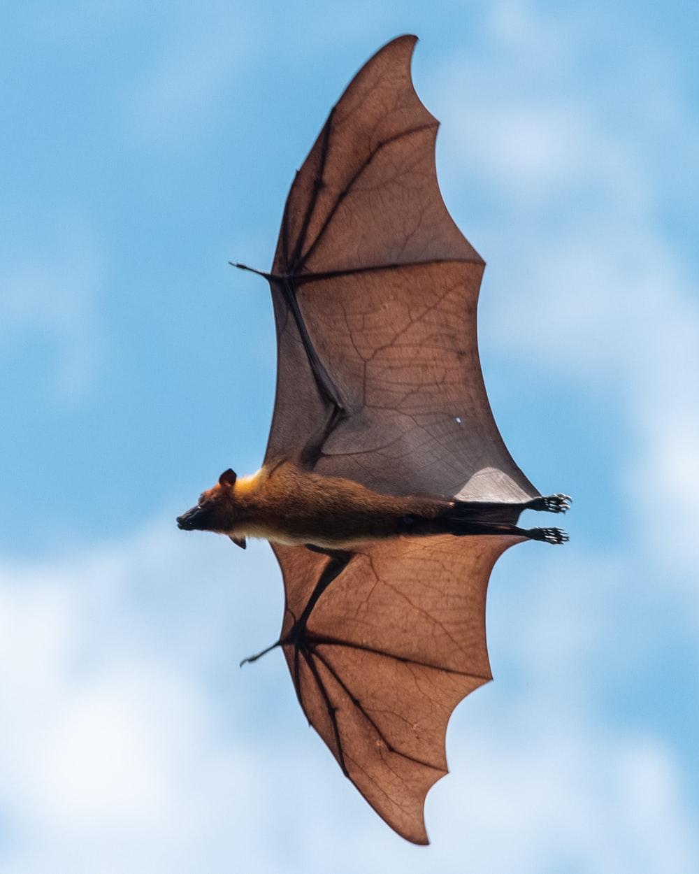 Bats Flying Wallpapers - Top Free Bats Flying Backgrounds - WallpaperAccess