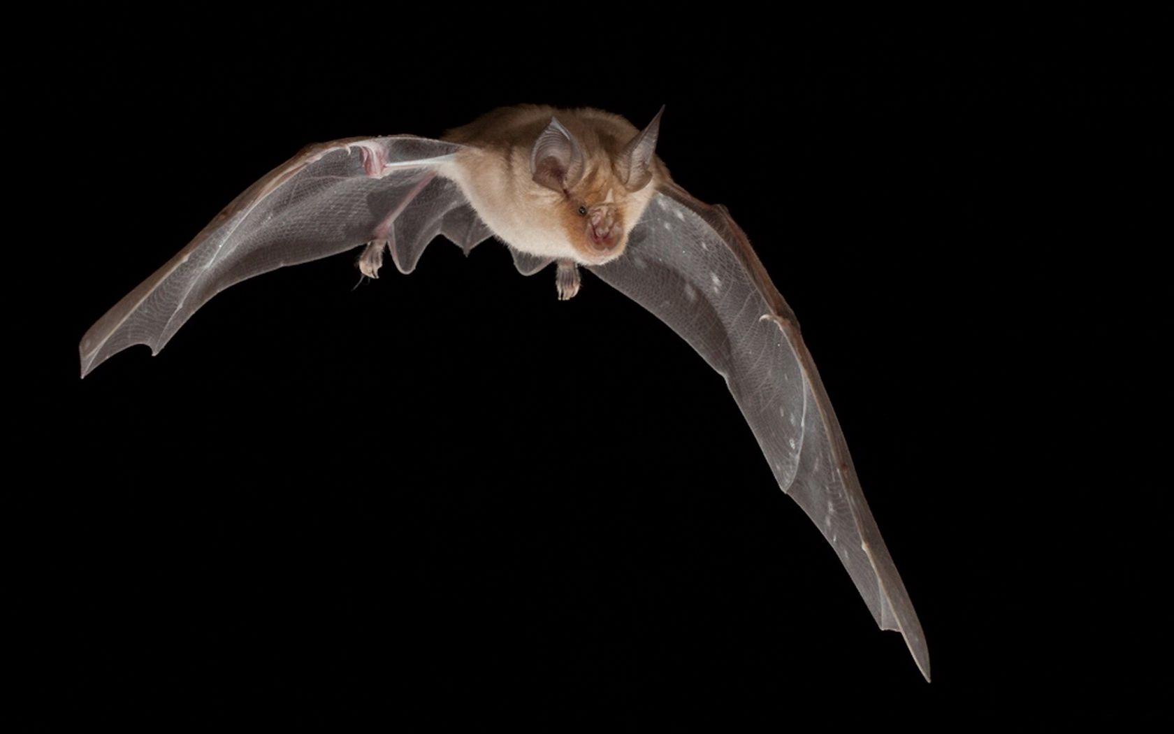 Bats Flying Wallpapers - Top Free Bats Flying Backgrounds - WallpaperAccess