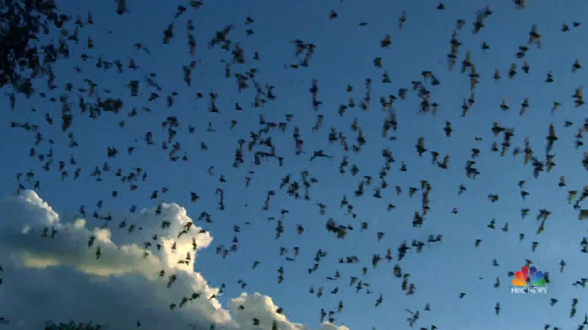 Bats Flying Wallpapers - Top Free Bats Flying Backgrounds - WallpaperAccess