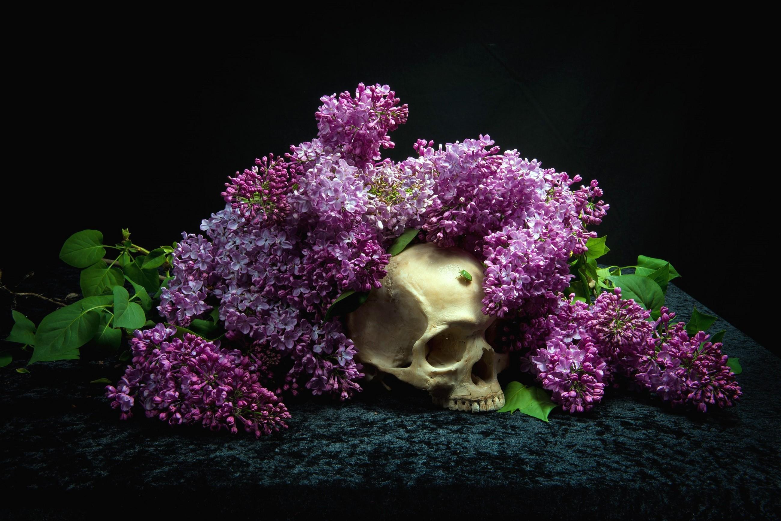Flower Skull Wallpapers - Top Free Flower Skull Backgrounds ...