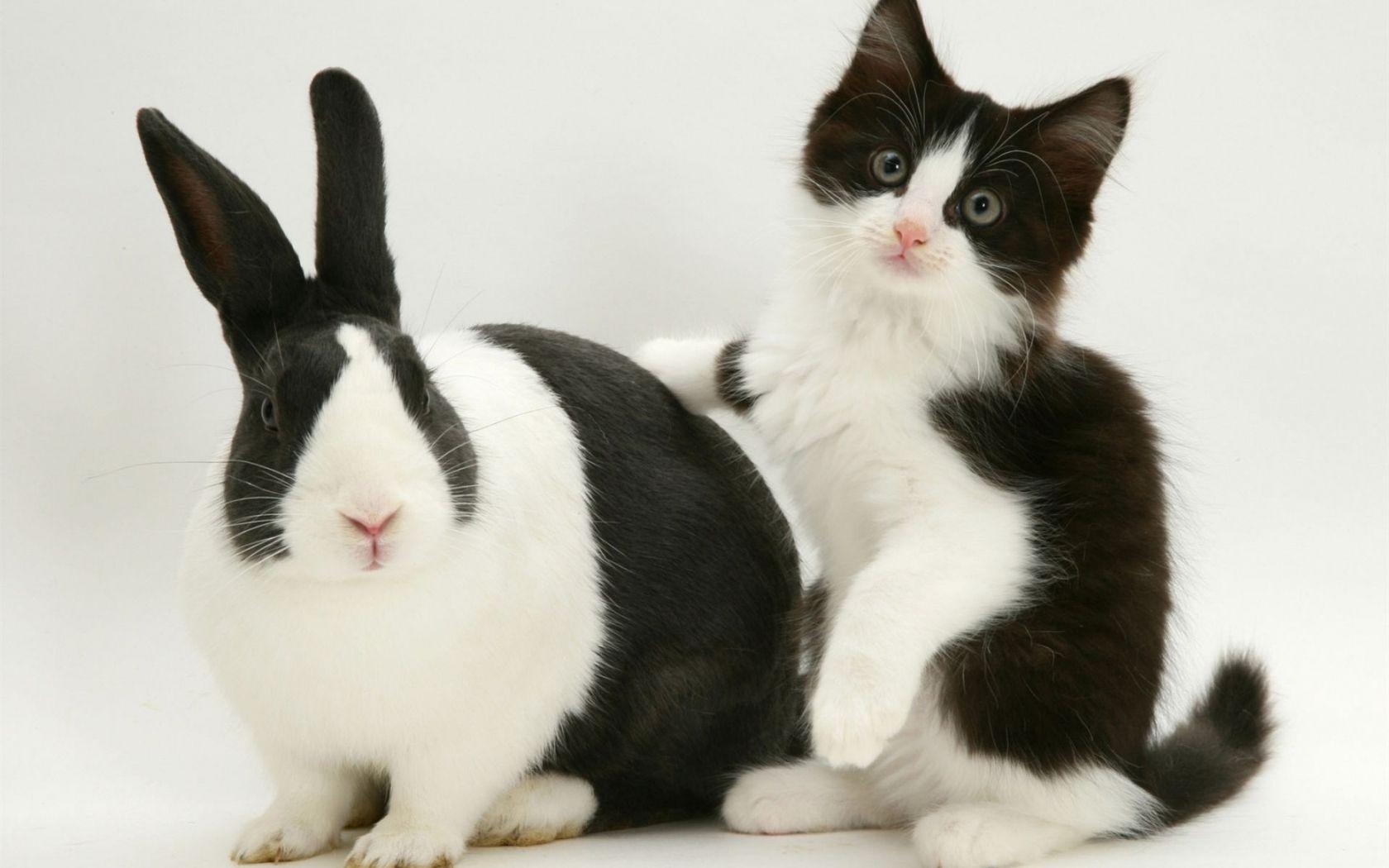 Tuxedo Kitten Wallpapers - Top Free Tuxedo Kitten Backgrounds ...