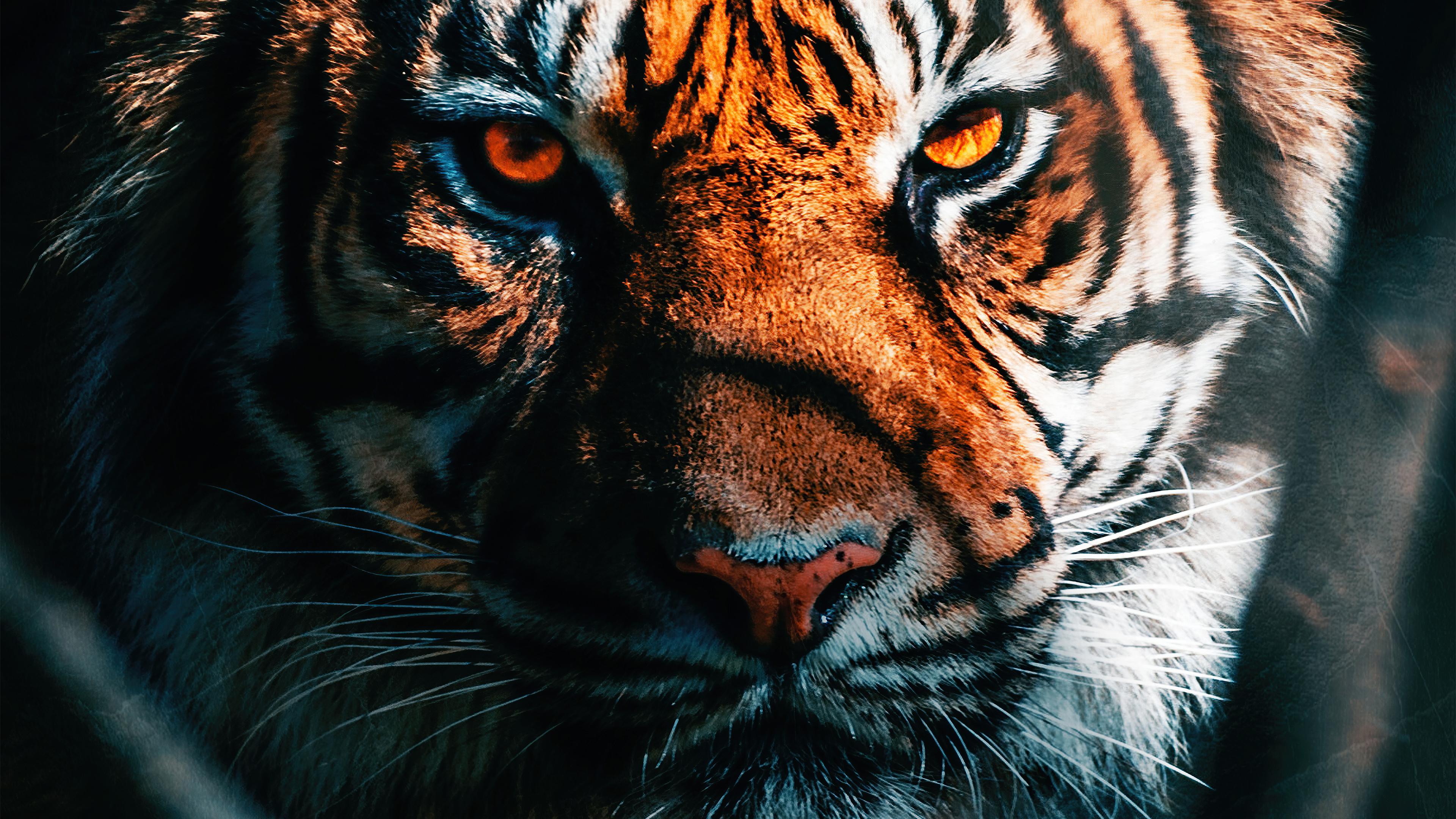 4K HD Tiger Wallpapers - Top Free 4K HD Tiger Backgrounds - WallpaperAccess