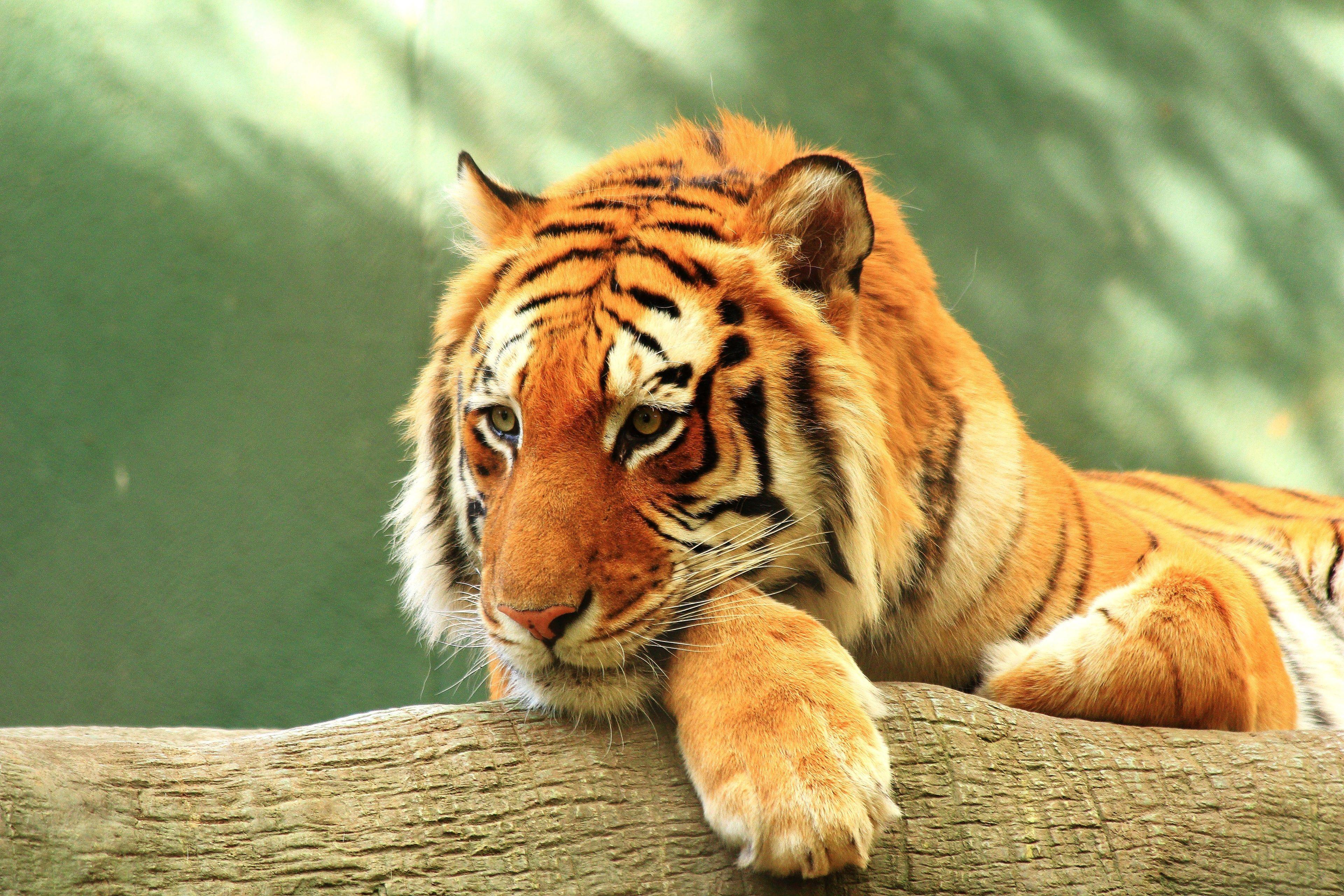 4K HD Tiger Wallpapers - Top Free 4K HD Tiger Backgrounds - WallpaperAccess