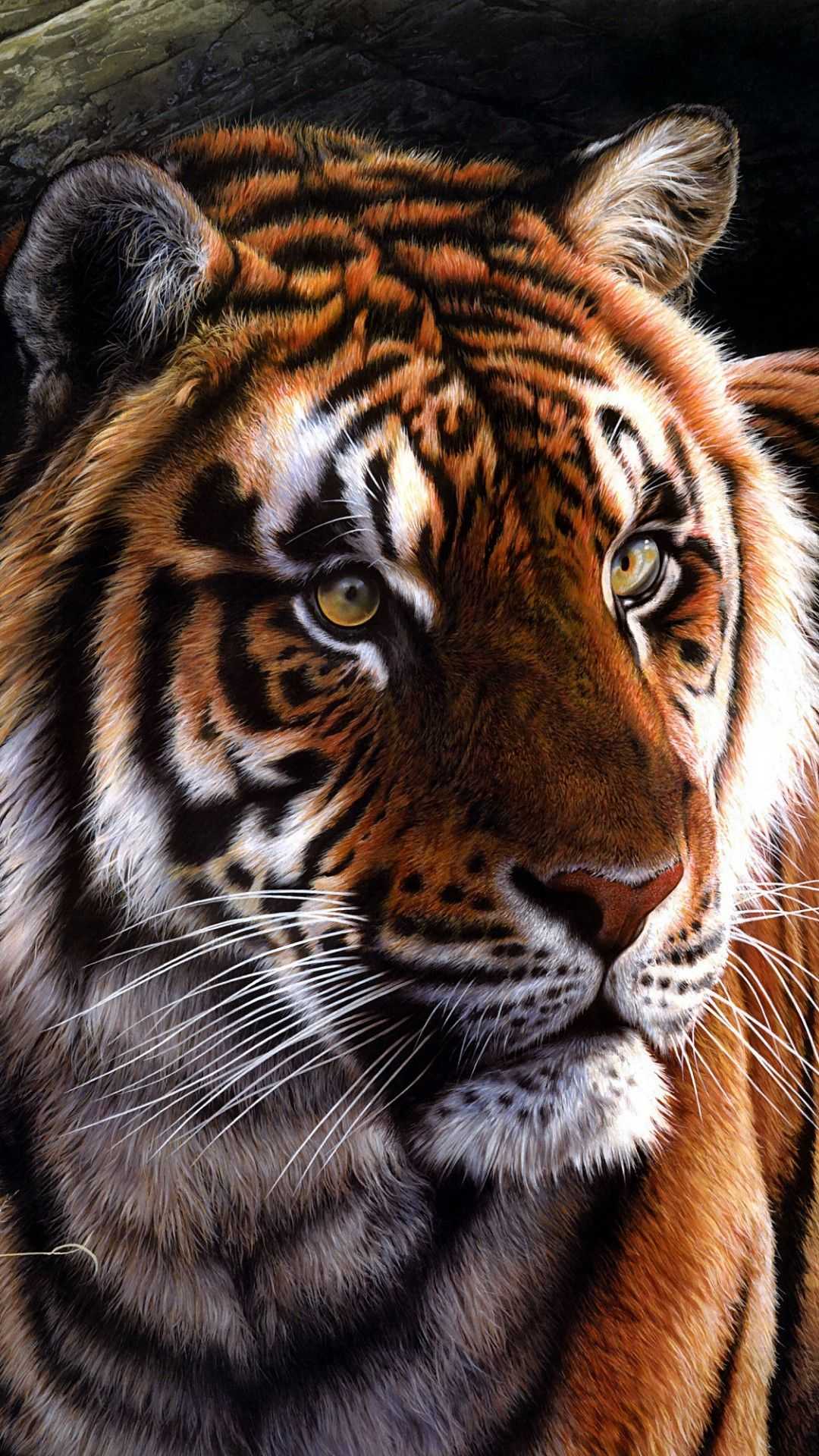 4K HD Tiger Wallpapers - Top Free 4K HD Tiger Backgrounds - WallpaperAccess