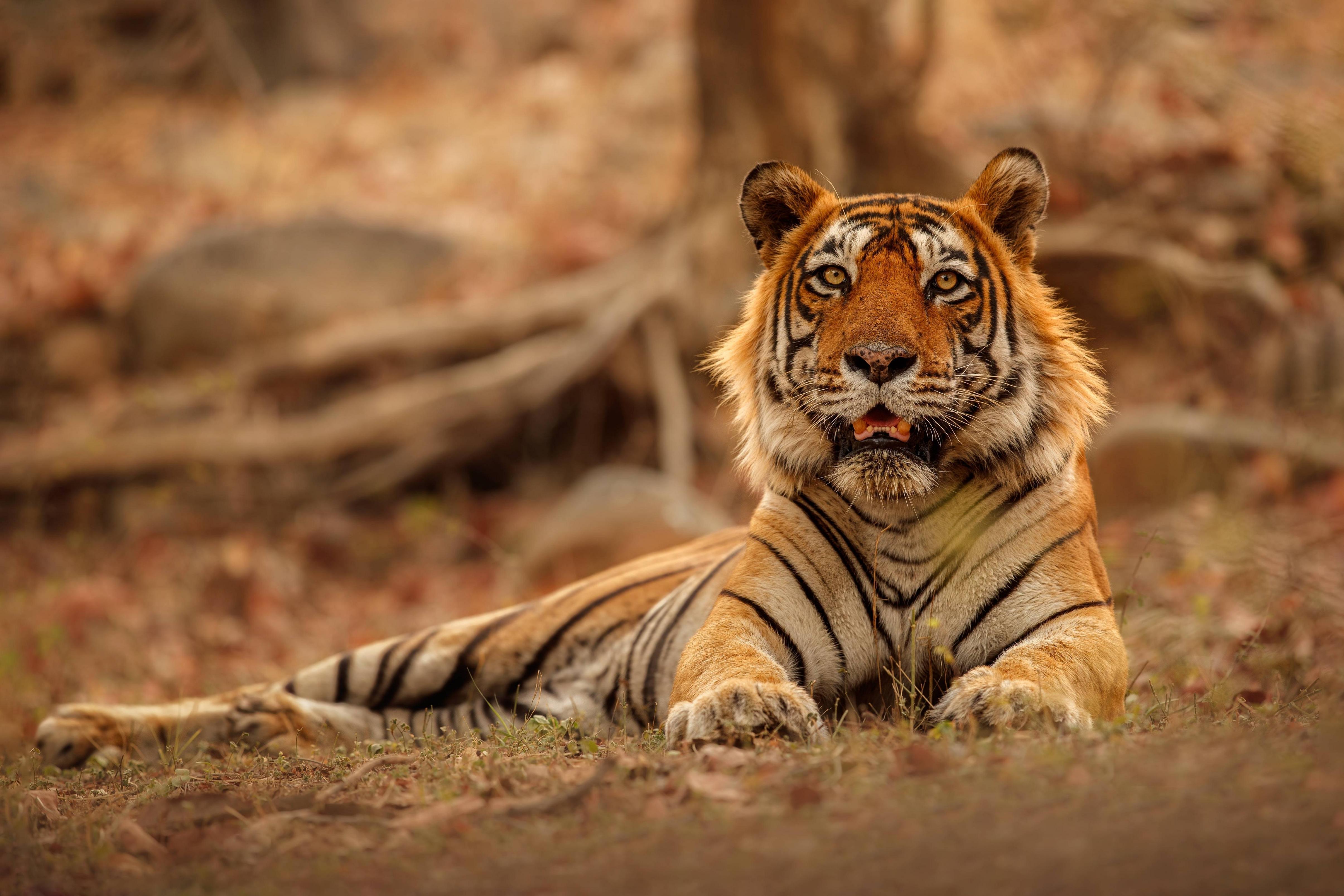 4K HD Tiger Wallpapers - Top Free 4K HD Tiger Backgrounds - WallpaperAccess