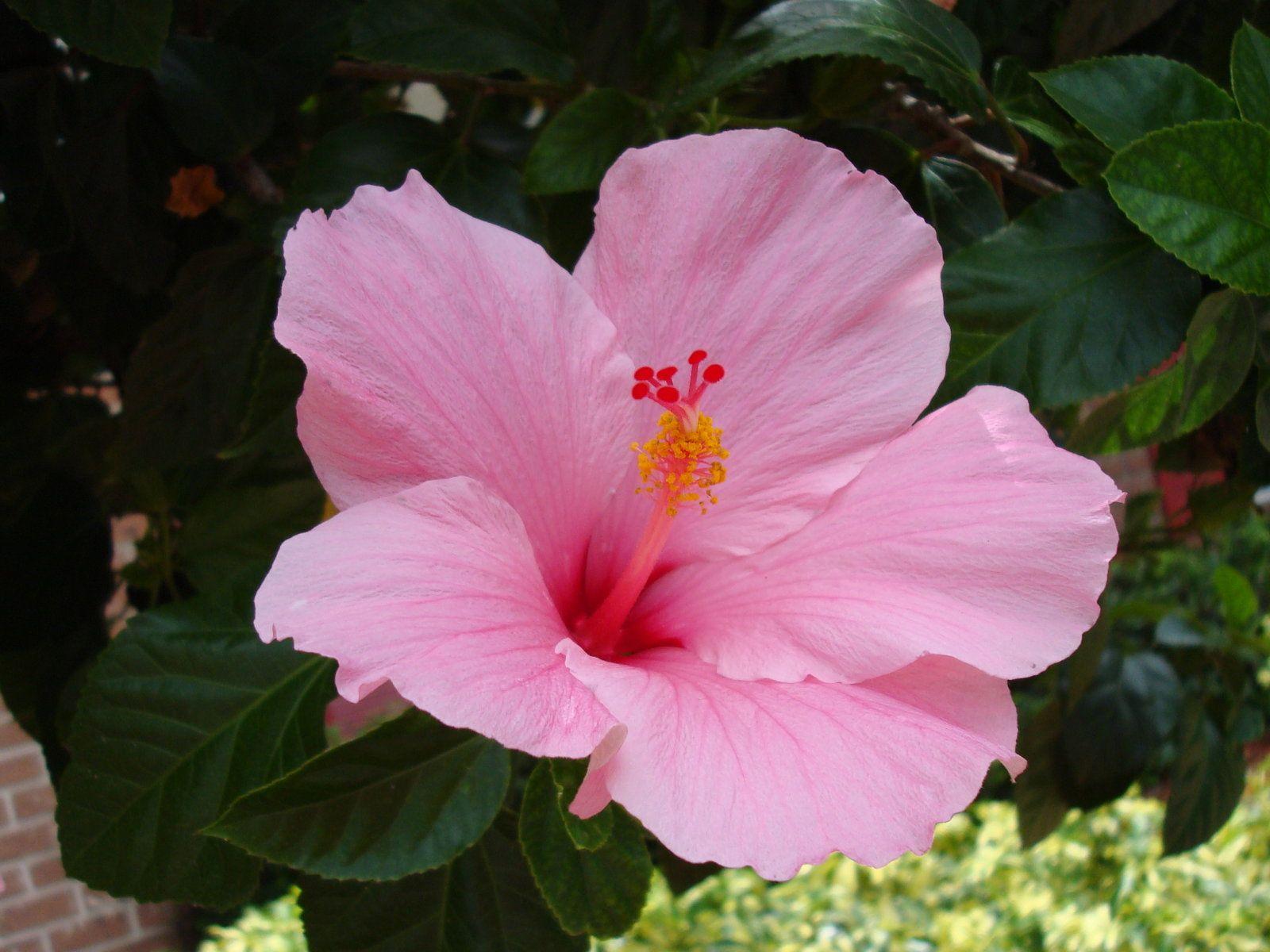 Tropical Flower Desktop Wallpapers - Top Free Tropical Flower Desktop ...