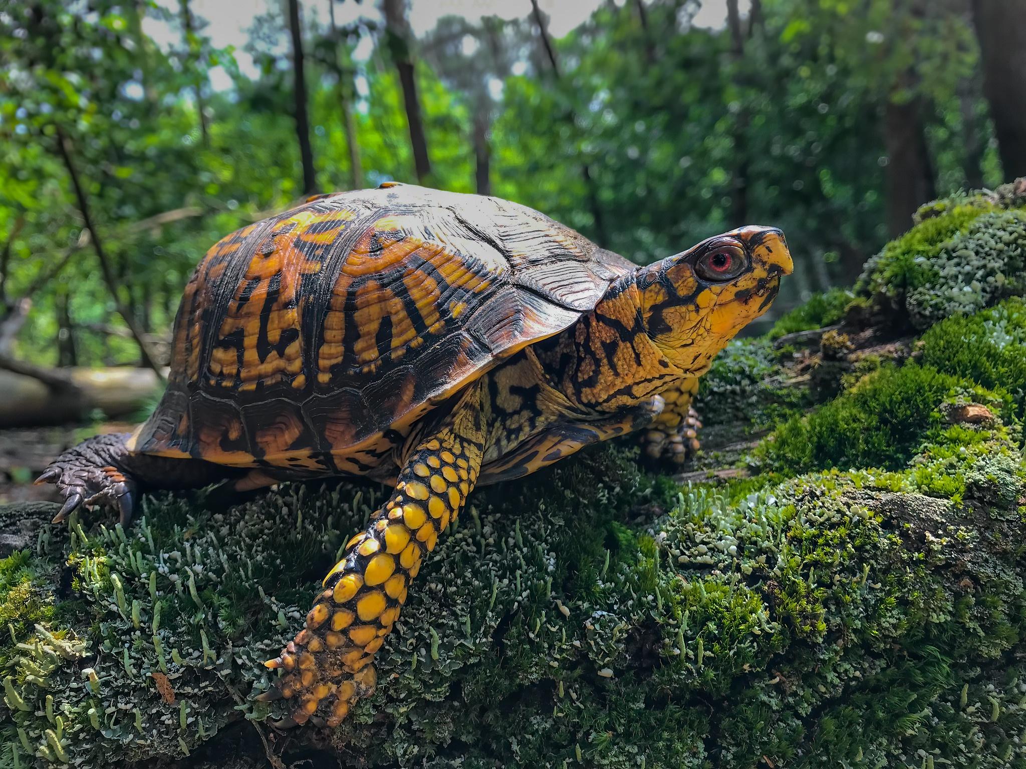 Box Turtle Wallpapers - Top Free Box Turtle Backgrounds - WallpaperAccess