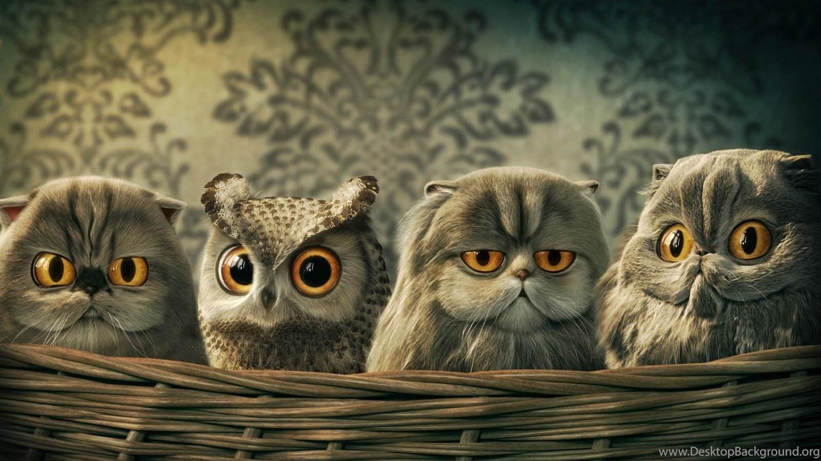 Absurd Wallpapers - Top Free Absurd Backgrounds - WallpaperAccess