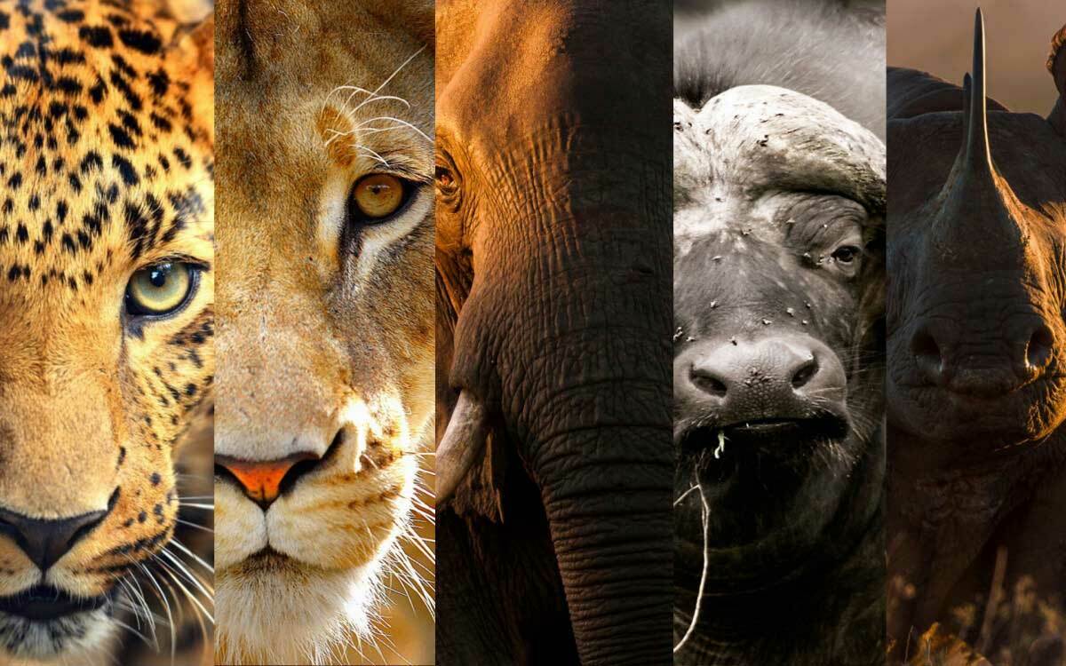 Big Five Wallpapers - Top Free Big Five Backgrounds - WallpaperAccess