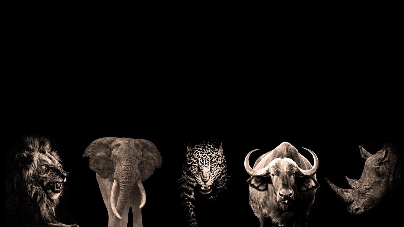 Big Five Wallpapers - Top Free Big Five Backgrounds - WallpaperAccess