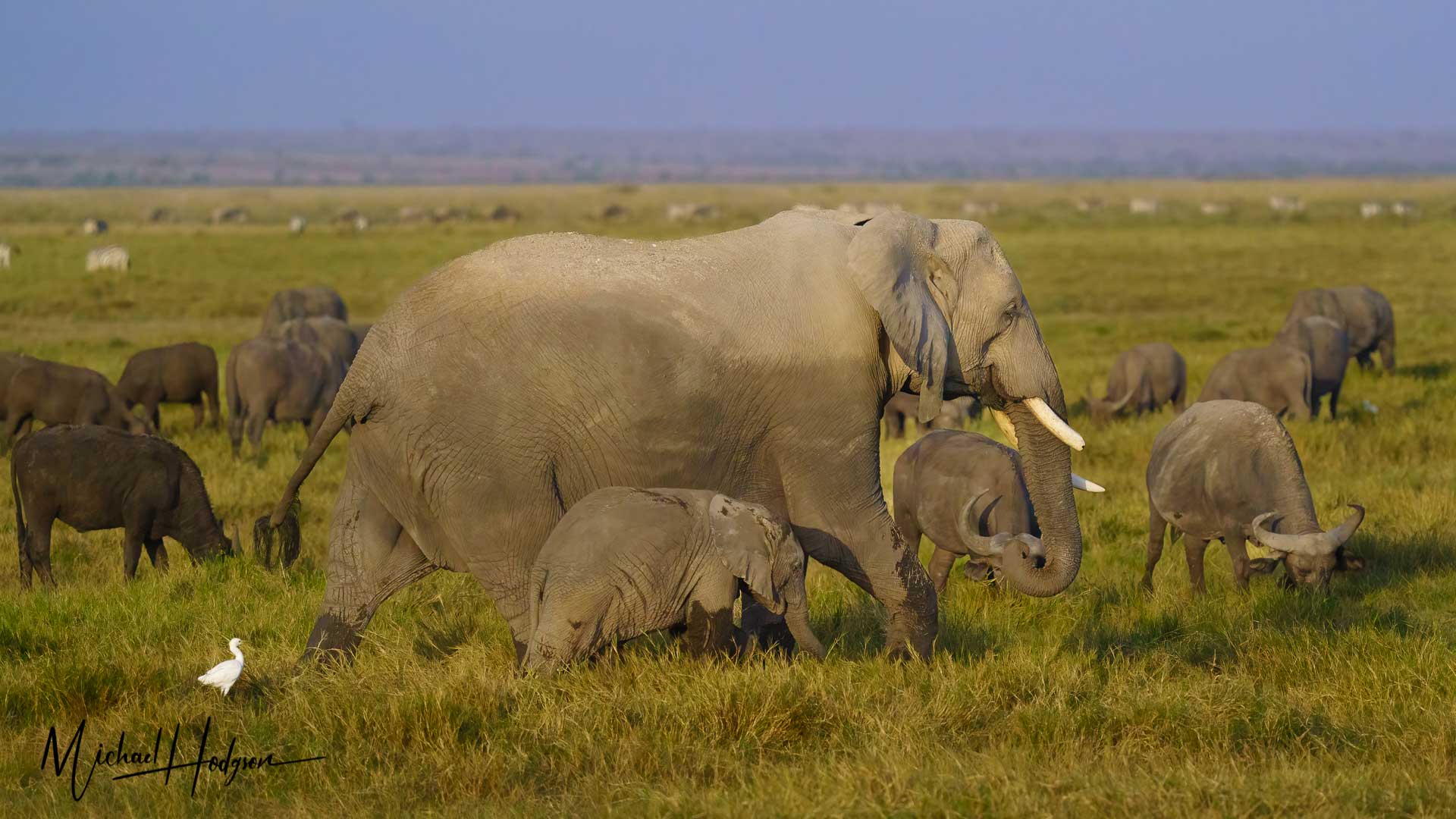 Big Five Wallpapers - Top Free Big Five Backgrounds - WallpaperAccess