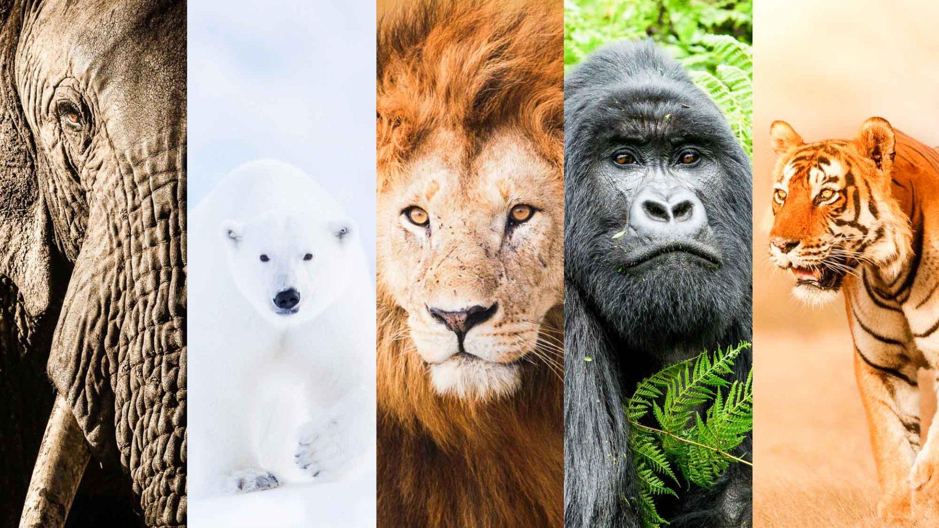 Big Five Wallpapers - Top Free Big Five Backgrounds - WallpaperAccess