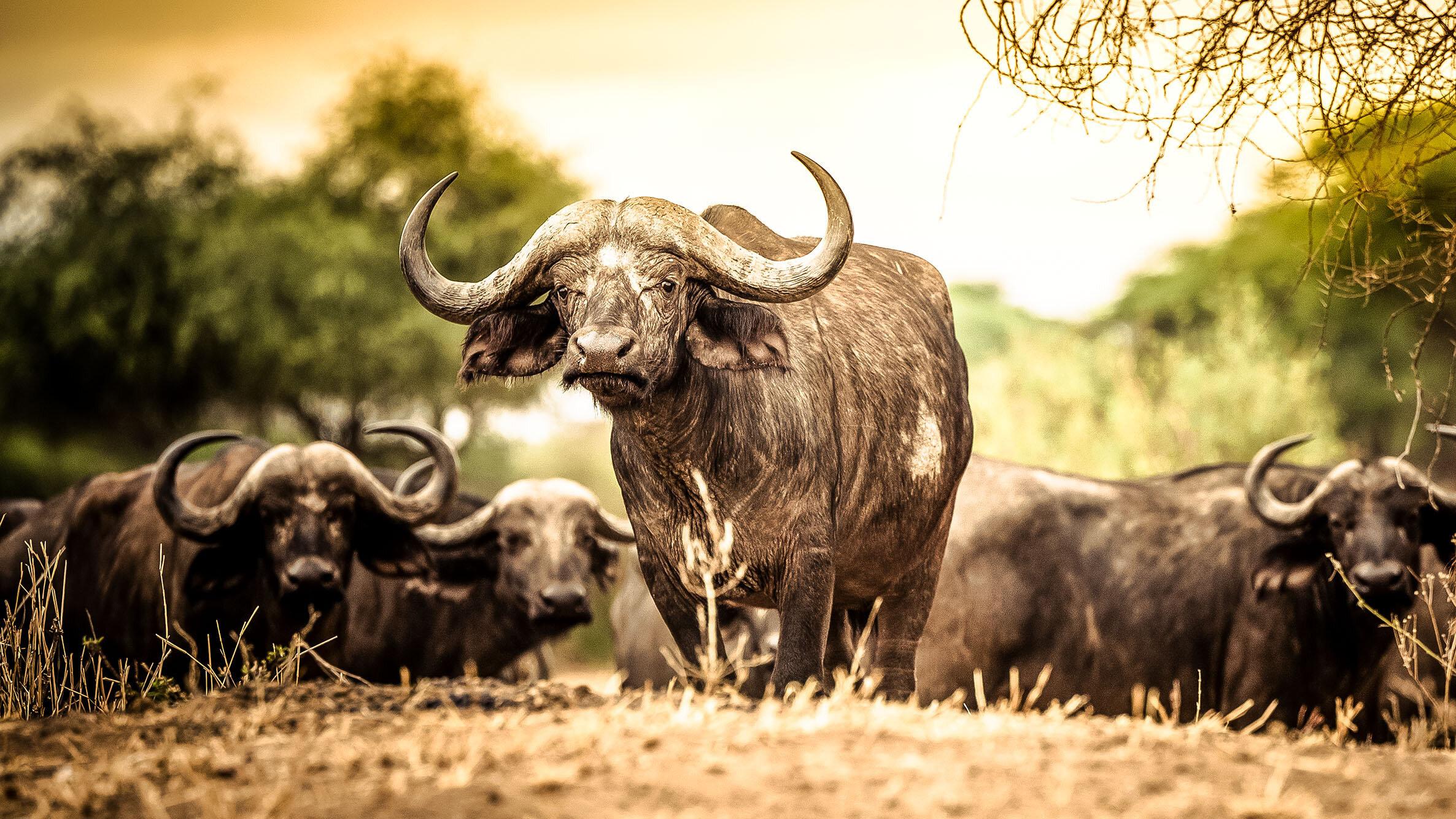 Big Five Wallpapers - Top Free Big Five Backgrounds - WallpaperAccess