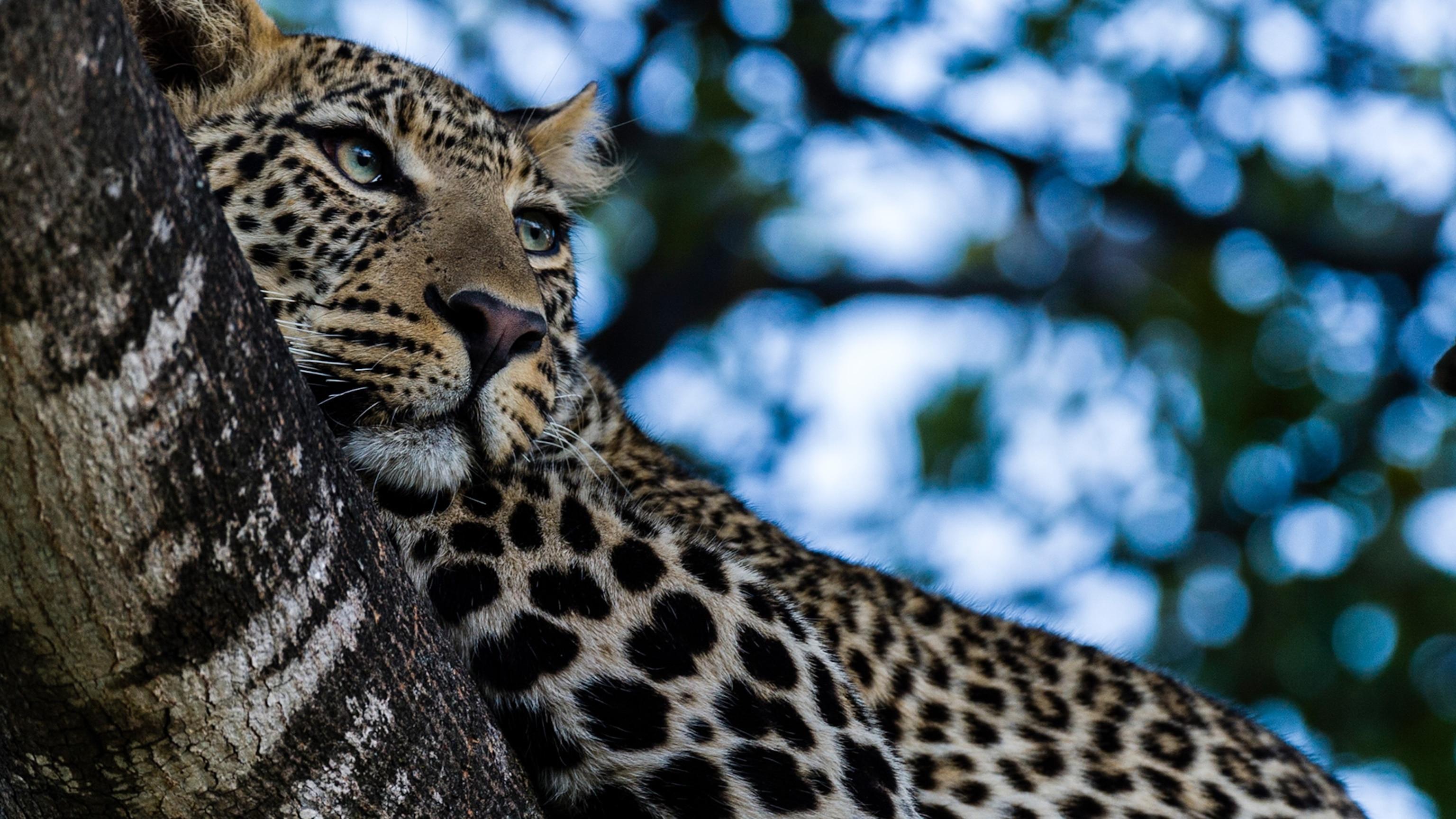 Big Five Wallpapers - Top Free Big Five Backgrounds - WallpaperAccess