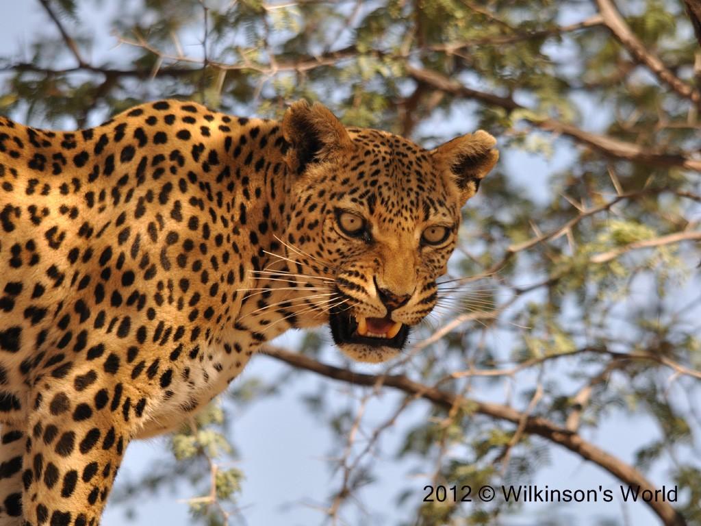 Big Five Wallpapers - Top Free Big Five Backgrounds - WallpaperAccess