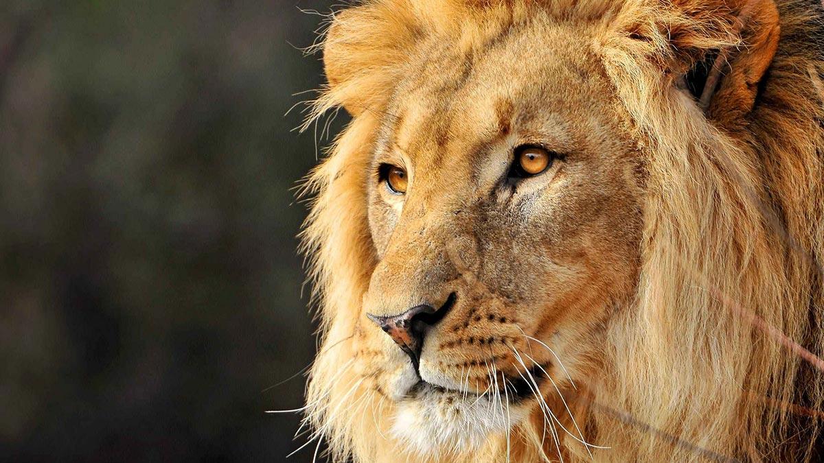 Big Five Wallpapers - Top Free Big Five Backgrounds - WallpaperAccess