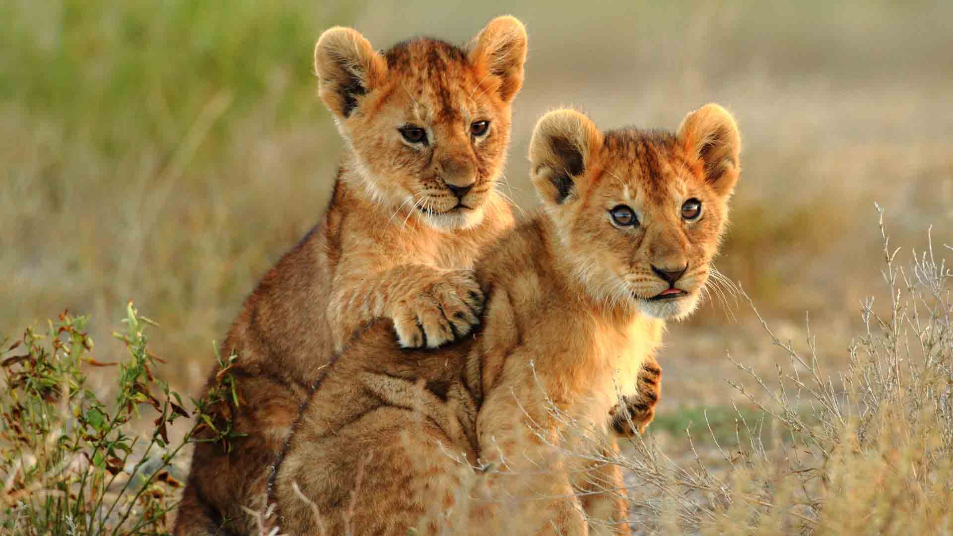 Big Five Wallpapers - Top Free Big Five Backgrounds - WallpaperAccess