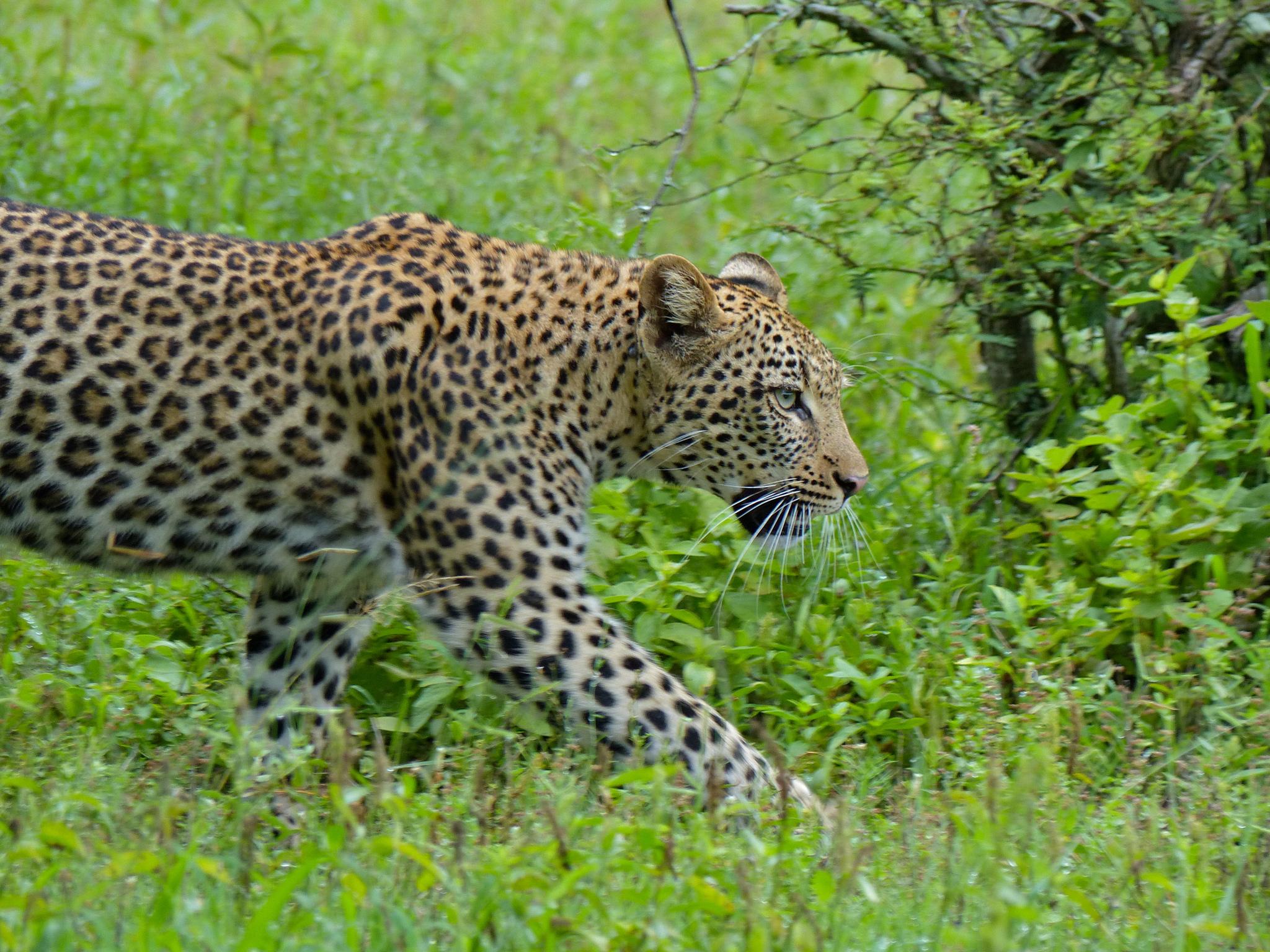 Big Five Wallpapers - Top Free Big Five Backgrounds - WallpaperAccess