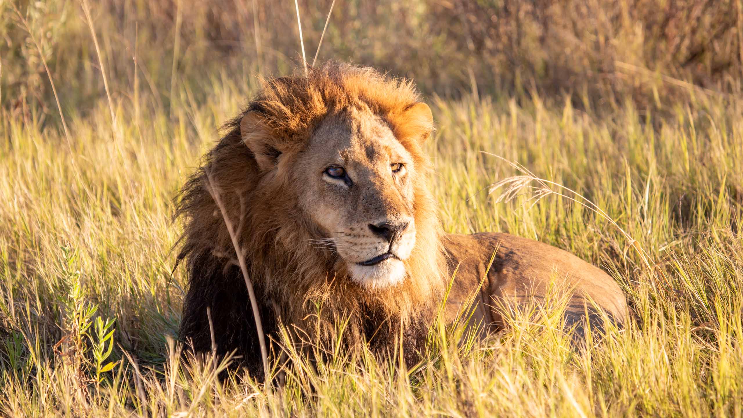 Big Five Wallpapers - Top Free Big Five Backgrounds - WallpaperAccess