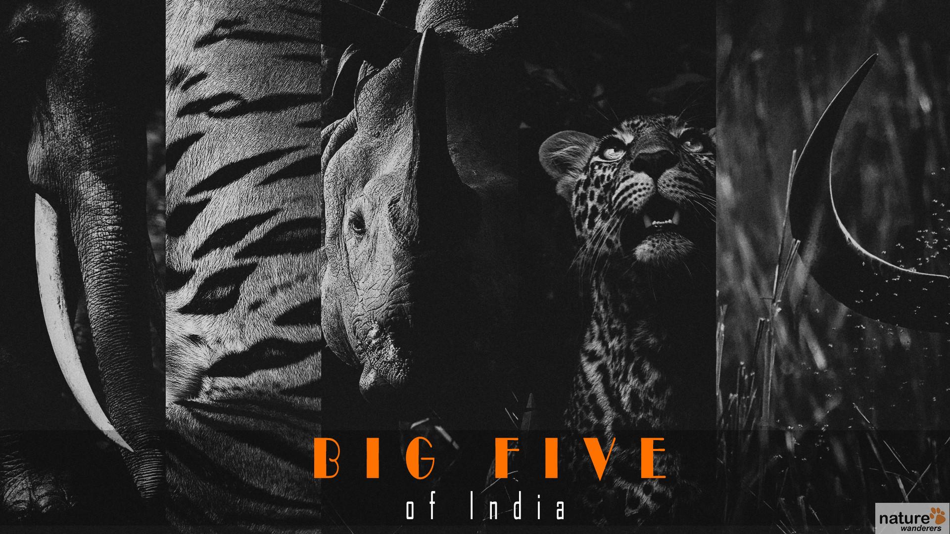 Big Five Wallpapers - Top Free Big Five Backgrounds - WallpaperAccess