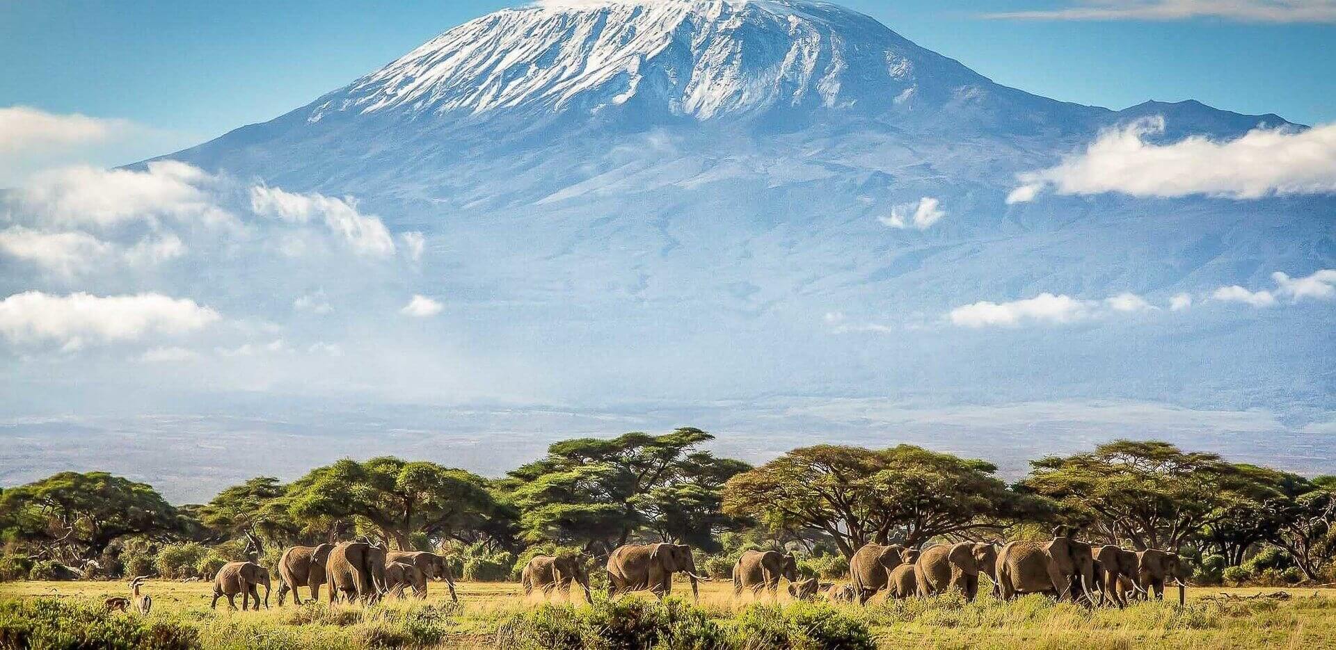 Big Five Wallpapers - Top Free Big Five Backgrounds - WallpaperAccess