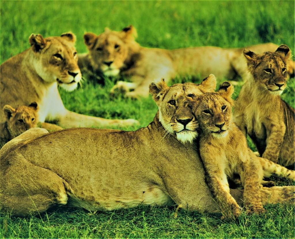 Big Five Wallpapers - Top Free Big Five Backgrounds - WallpaperAccess