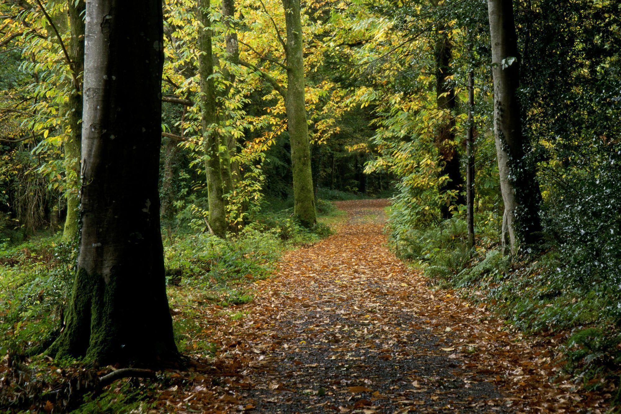 Zen Forest Wallpapers - Top Free Zen Forest Backgrounds - WallpaperAccess