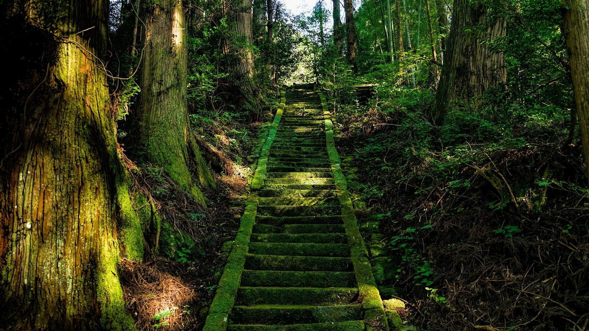 Zen Forest Wallpapers - Top Free Zen Forest Backgrounds - WallpaperAccess