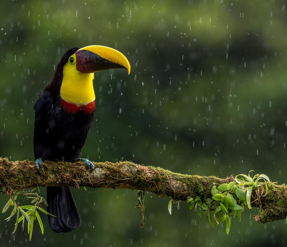 Birds In Rain Wallpapers - Top Free Birds In Rain Backgrounds ...