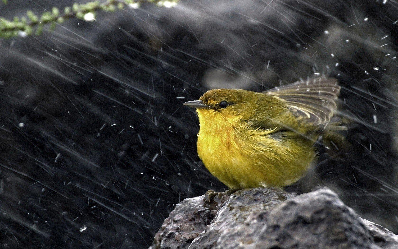 Birds In Rain Wallpapers - Top Free Birds In Rain Backgrounds ...