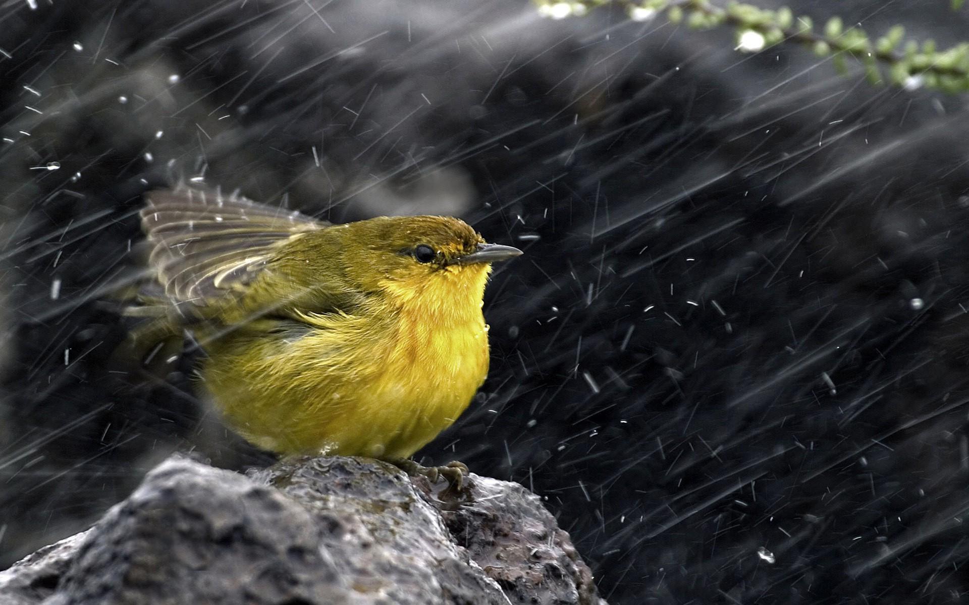 Birds In Rain Wallpapers - Top Free Birds In Rain Backgrounds ...