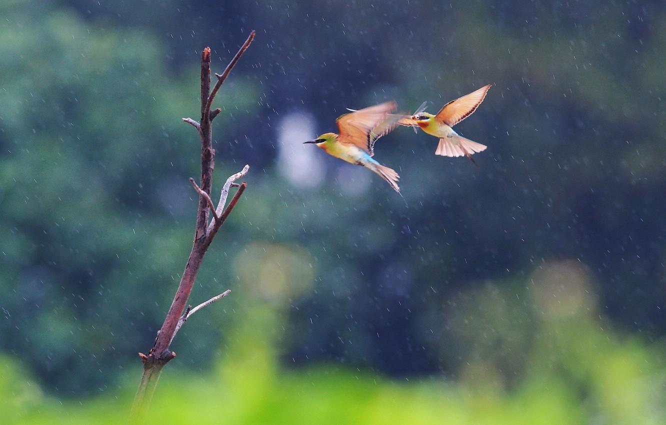 Birds In Rain Wallpapers - Top Free Birds In Rain Backgrounds ...