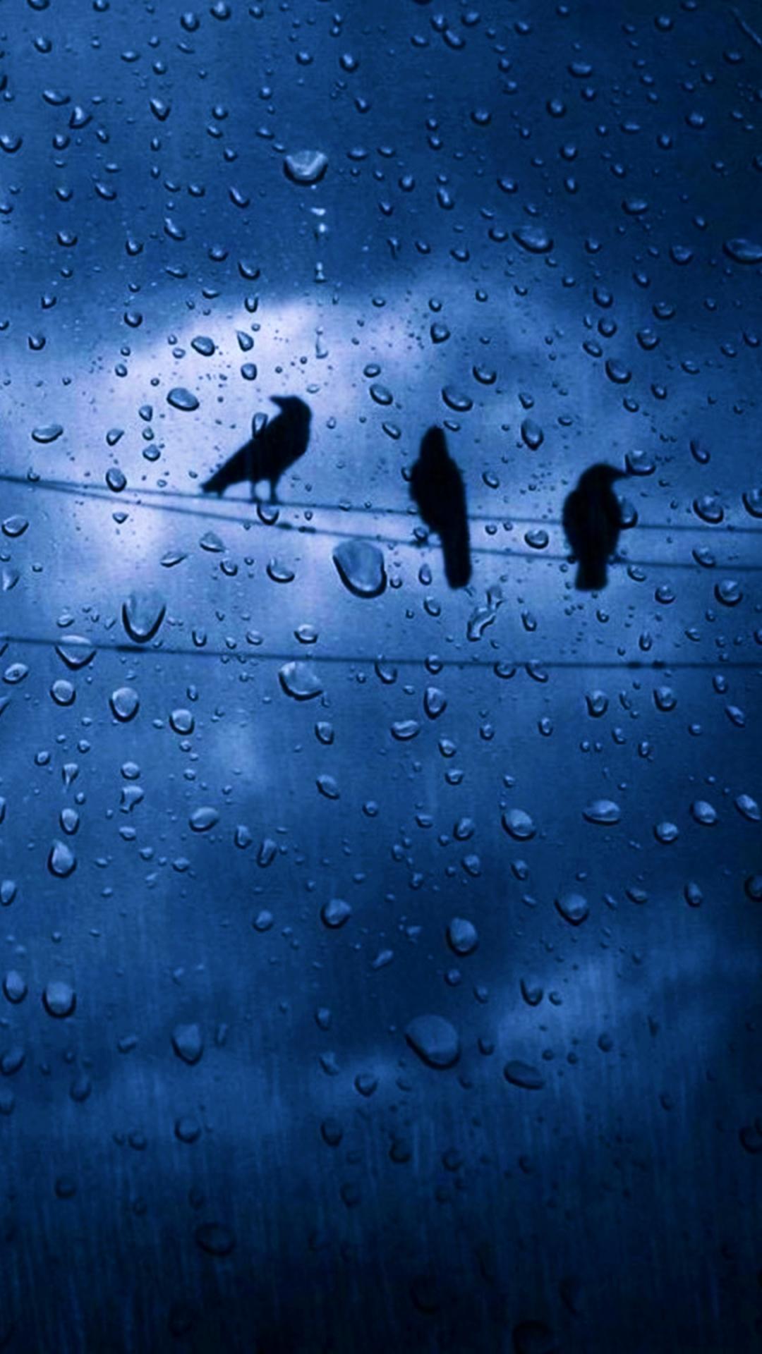 Birds In Rain Wallpapers - Top Free Birds In Rain Backgrounds ...