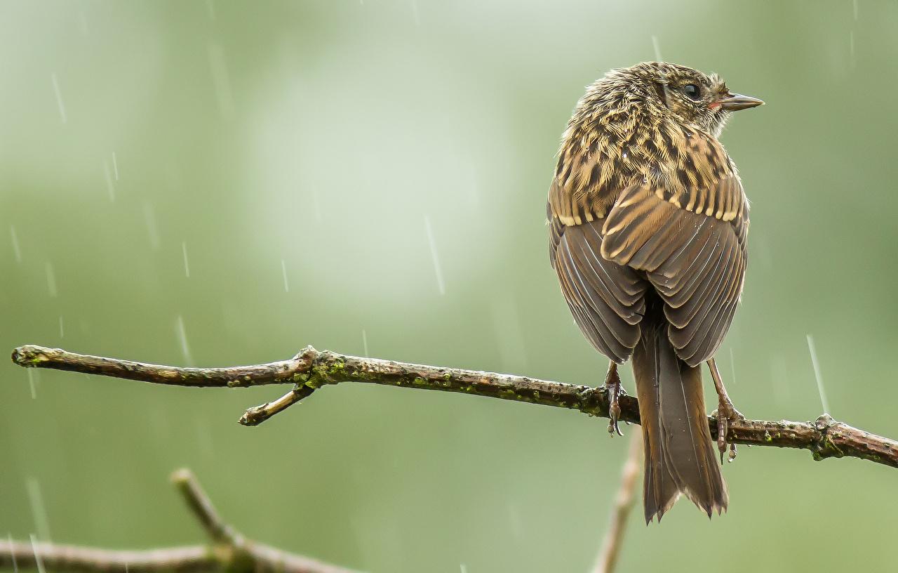 Birds In Rain Wallpapers - Top Free Birds In Rain Backgrounds ...