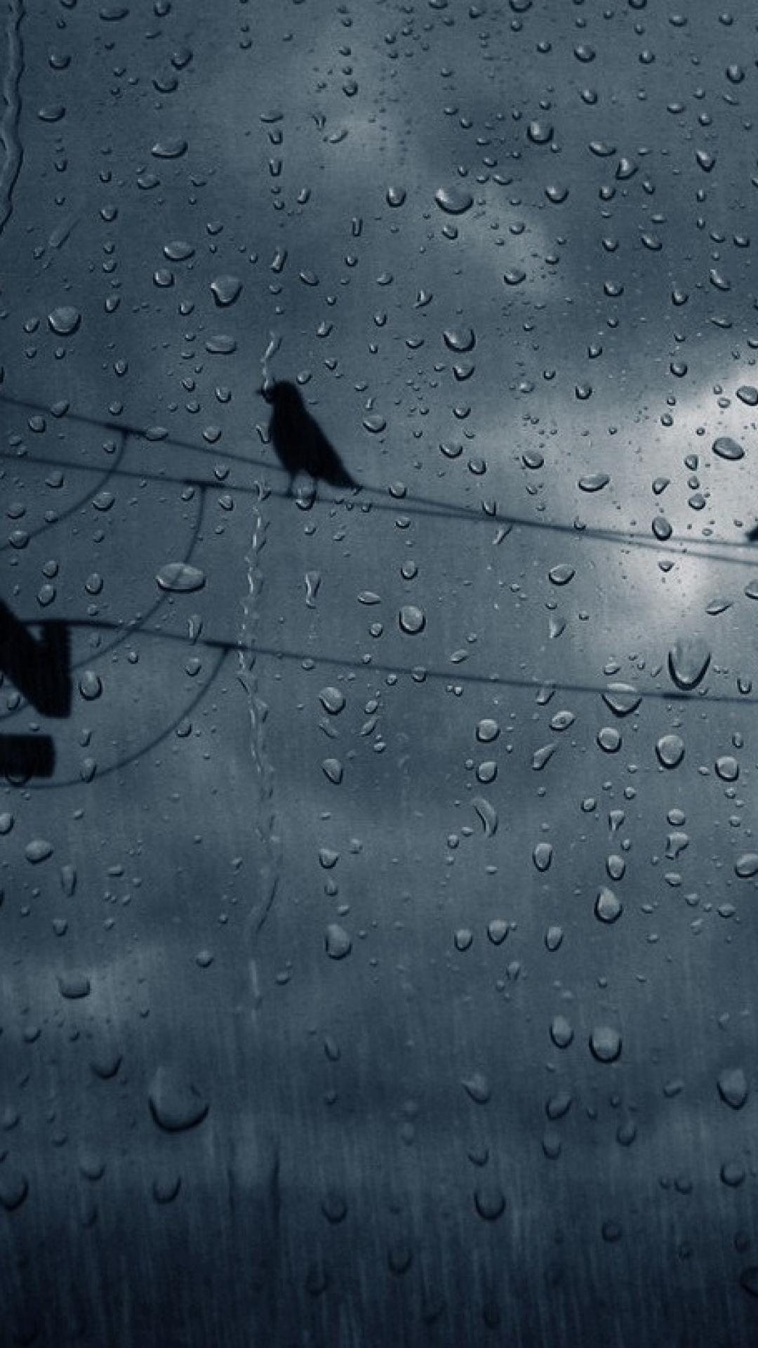 Birds In Rain Wallpapers - Top Free Birds In Rain Backgrounds ...