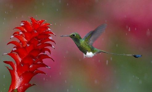 Birds In Rain Wallpapers - Top Free Birds In Rain Backgrounds ...