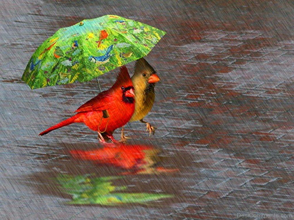 Birds In Rain Wallpapers - Top Free Birds In Rain Backgrounds ...