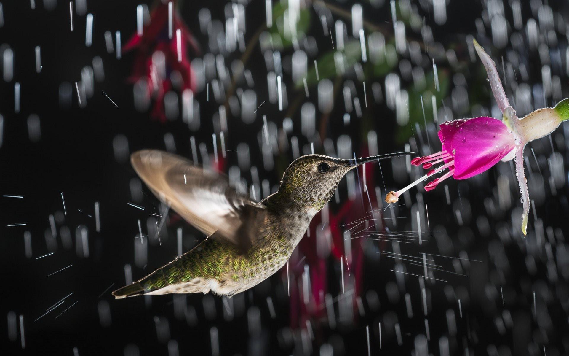Birds In Rain Wallpapers - Top Free Birds In Rain Backgrounds ...