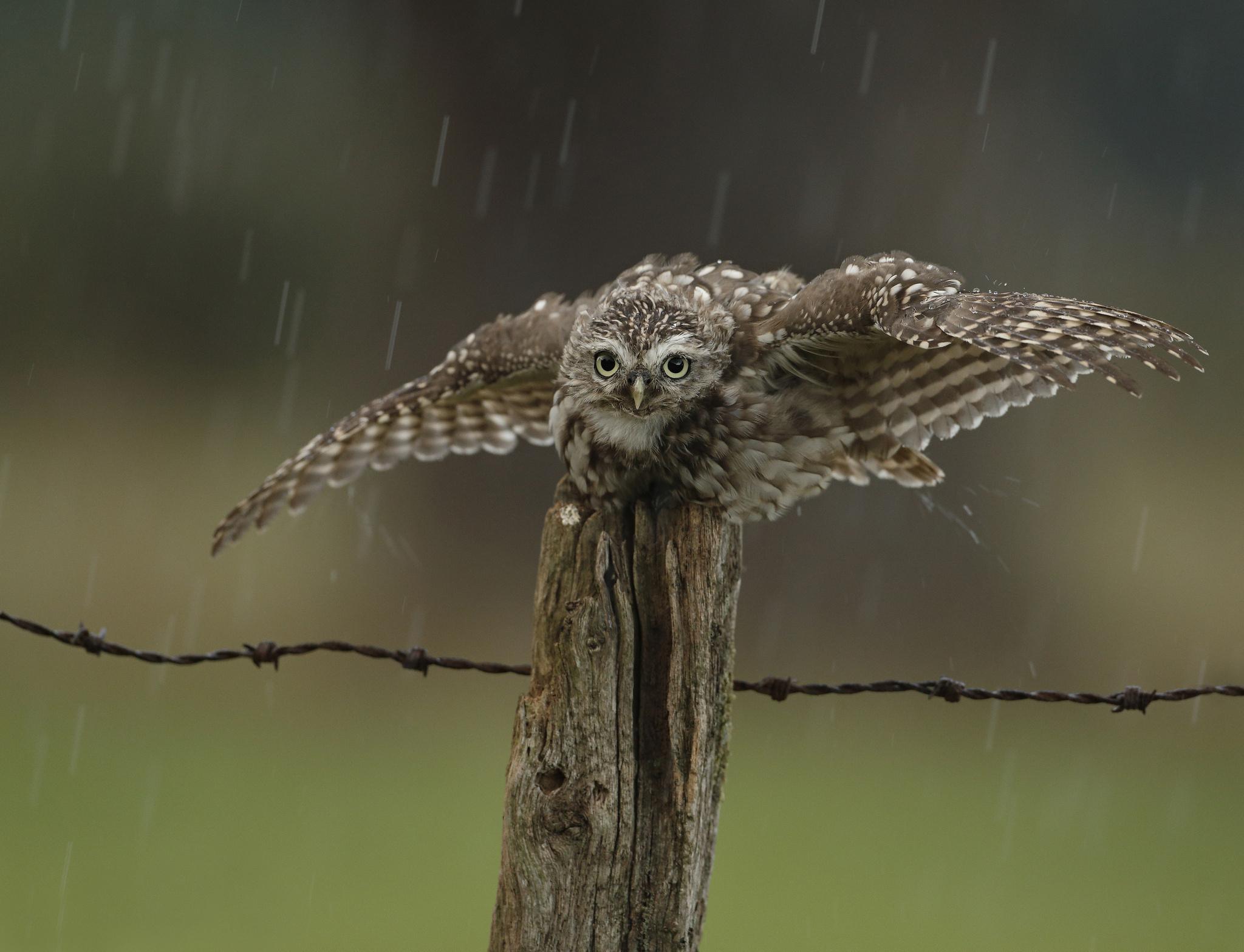 Birds In Rain Wallpapers - Top Free Birds In Rain Backgrounds ...
