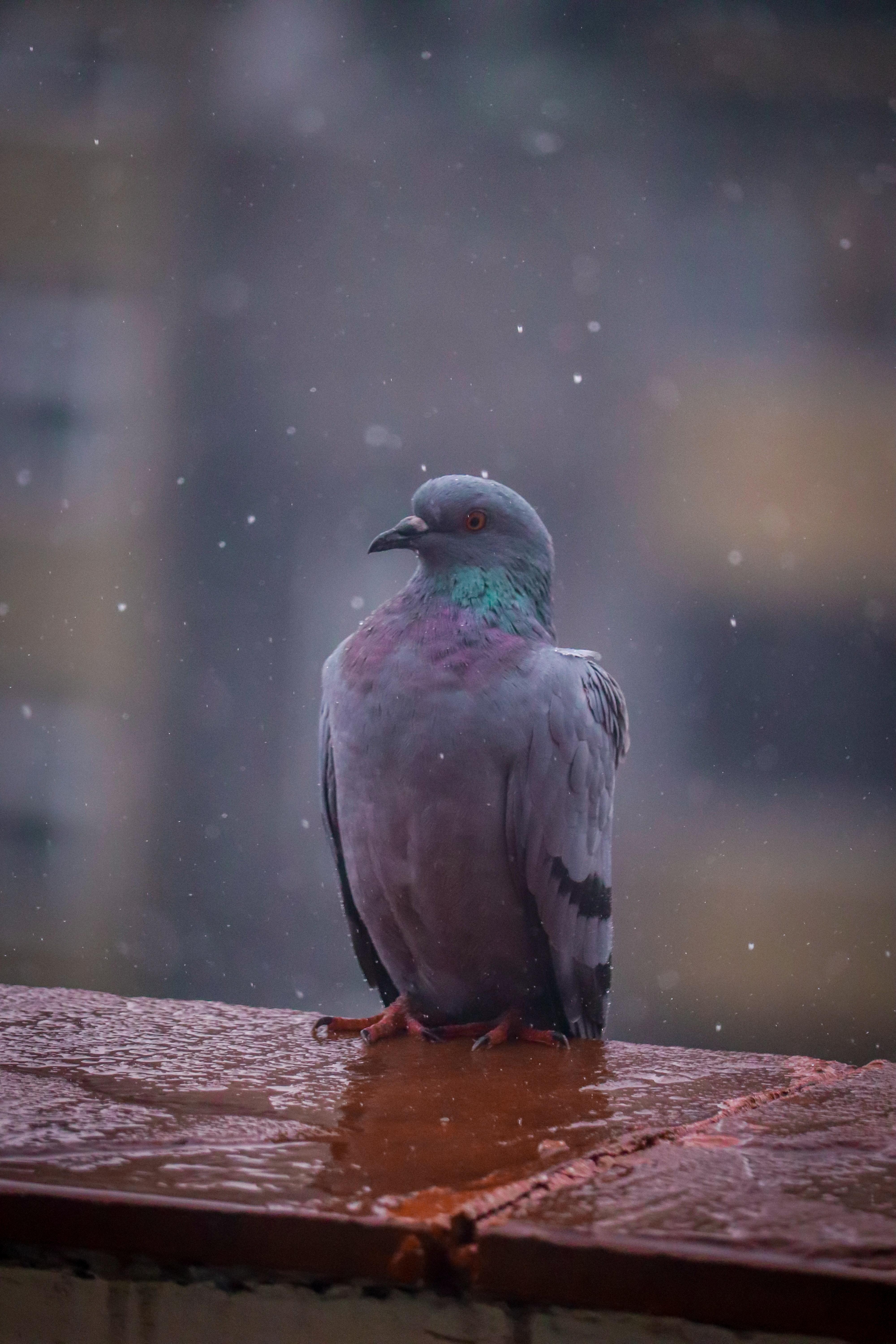 Birds In Rain Wallpapers - Top Free Birds In Rain Backgrounds ...