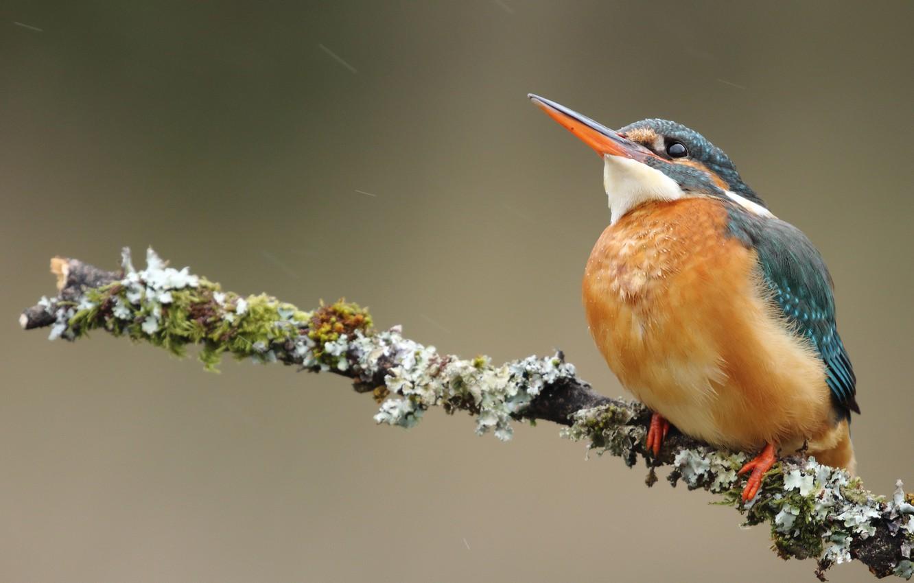 Birds In Rain Wallpapers - Top Free Birds In Rain Backgrounds ...