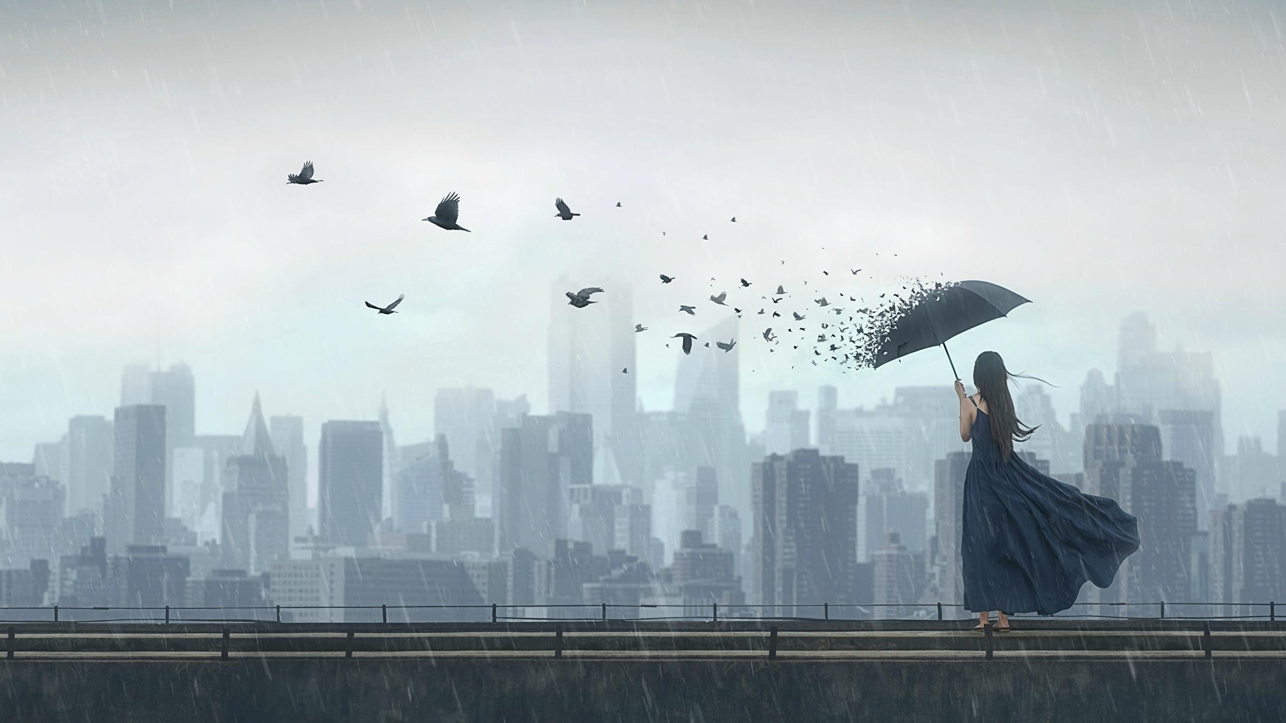 Birds In Rain Wallpapers - Top Free Birds In Rain Backgrounds ...