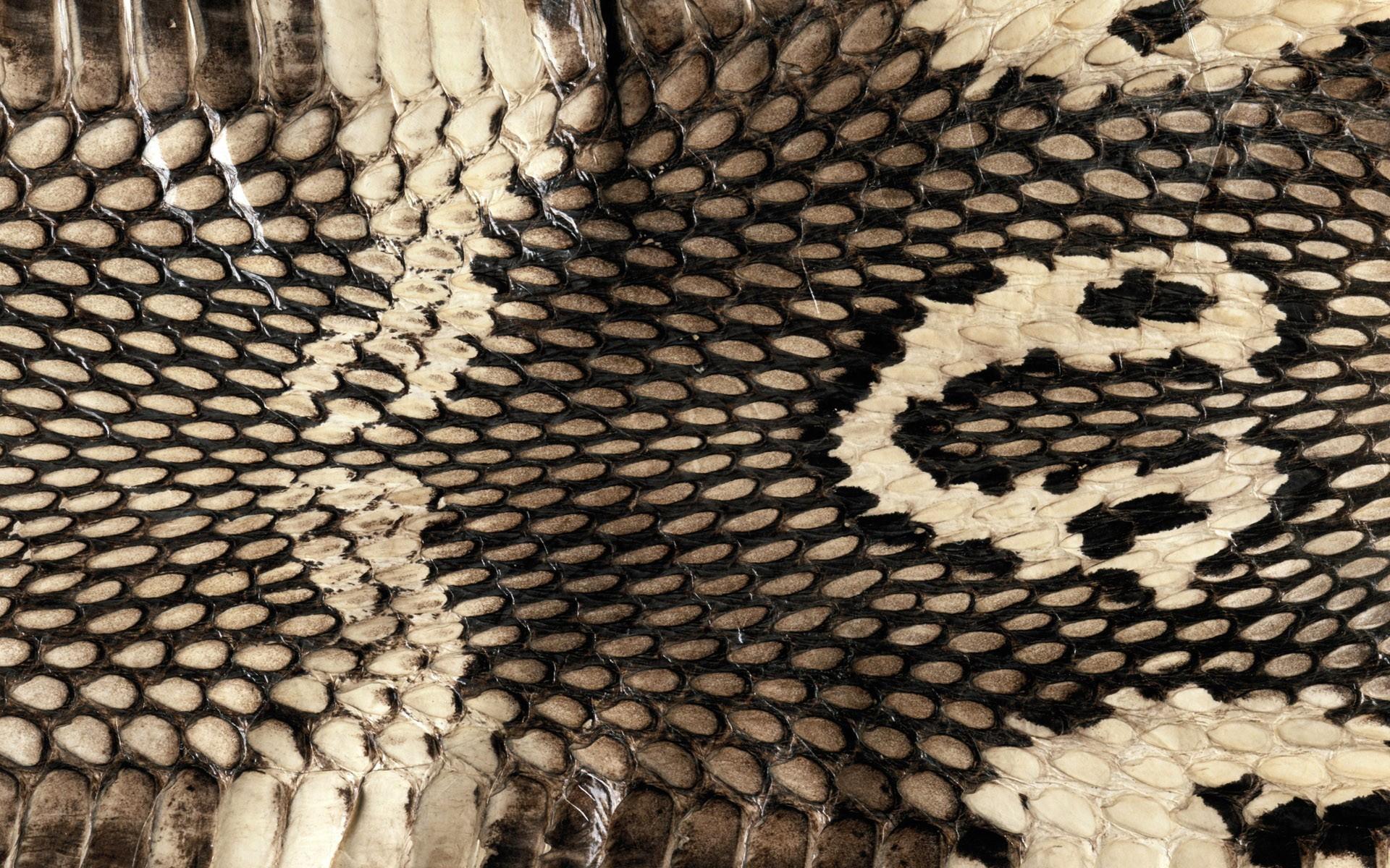 Snake Texture Wallpapers - Top Free Snake Texture Backgrounds ...