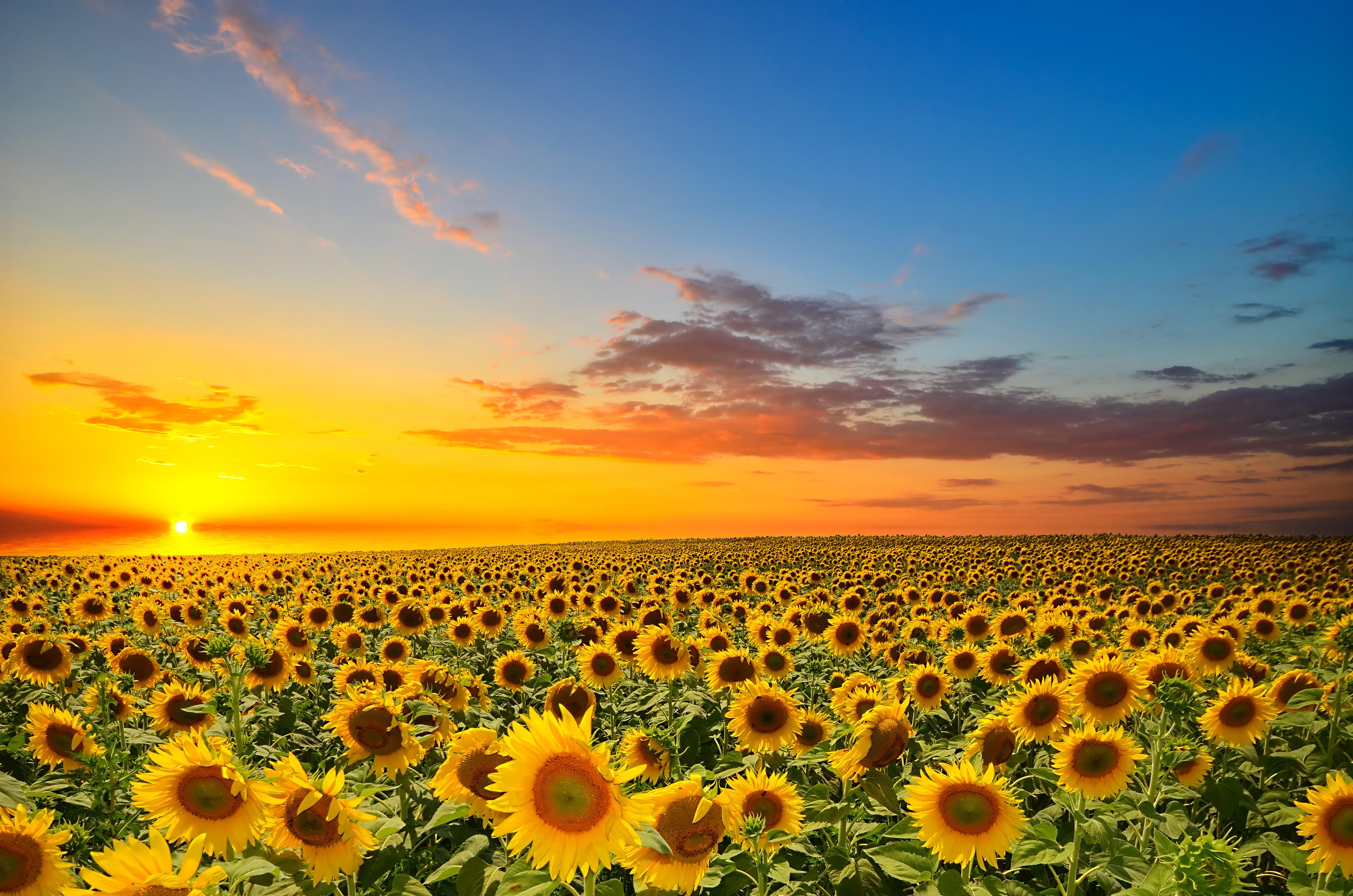 Sunflower Sunrise Wallpapers - Top Free Sunflower Sunrise Backgrounds ...