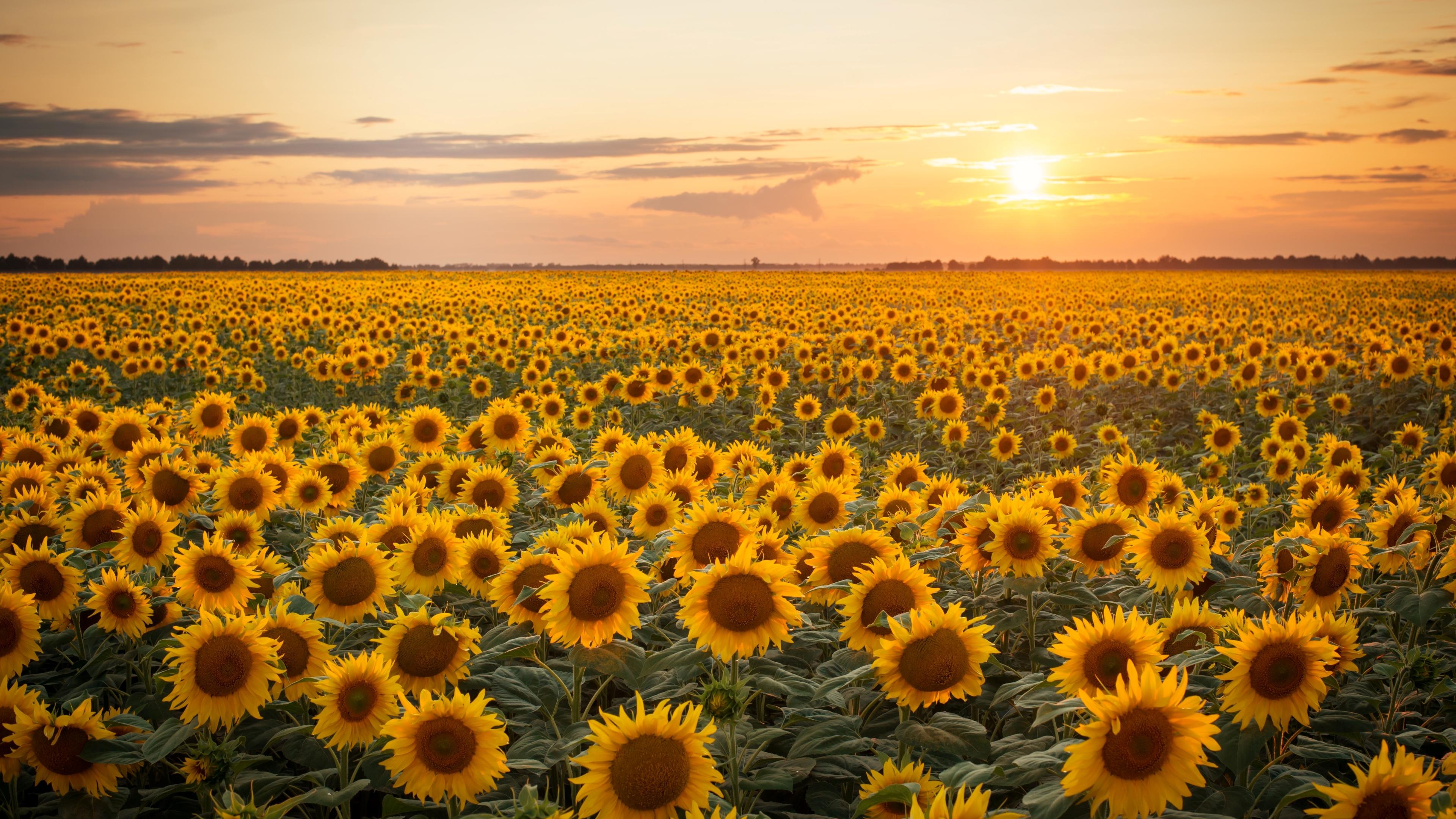 Sunflowers 8K Wallpapers - Top Free Sunflowers 8K Backgrounds ...