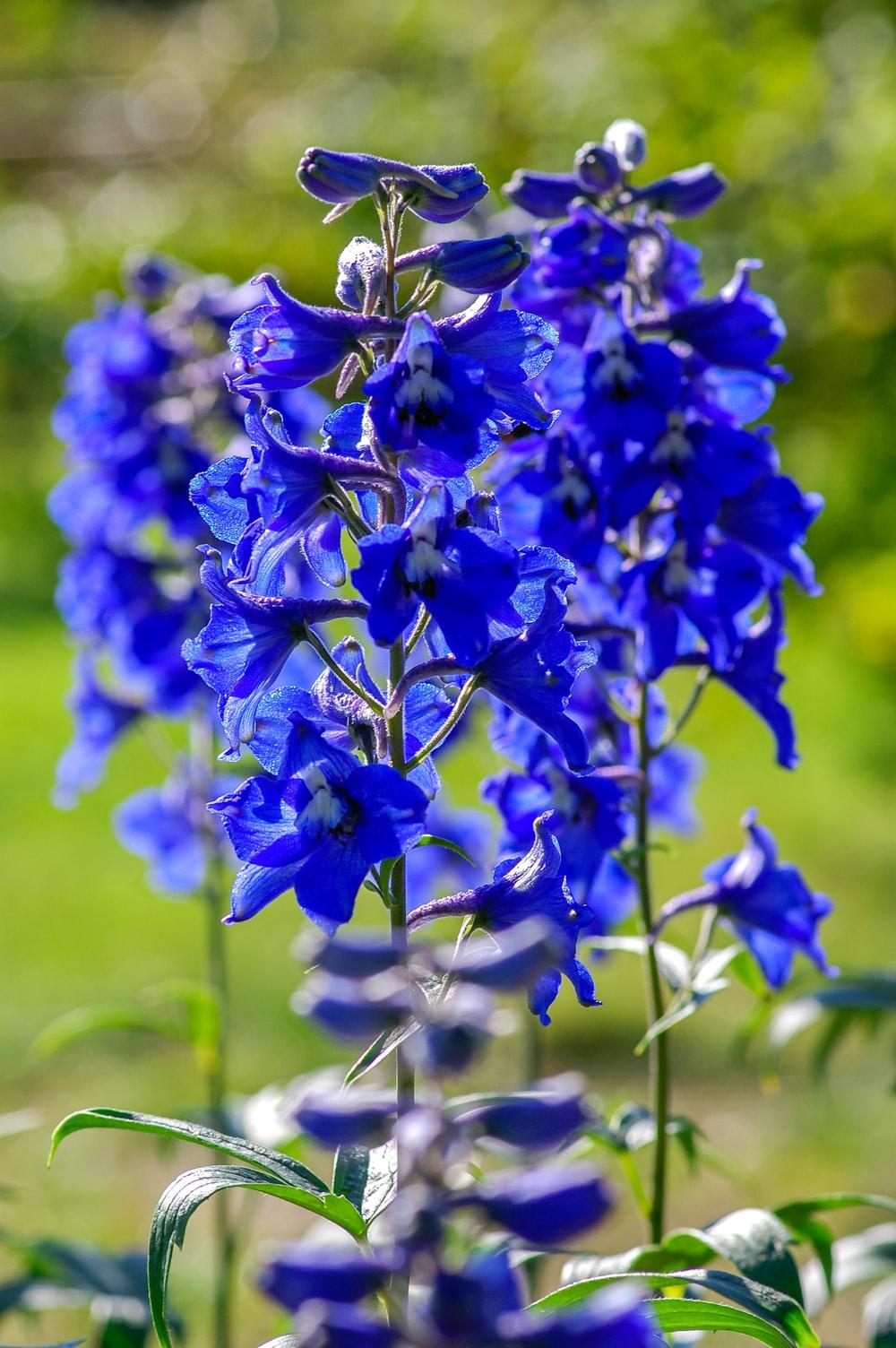 Delphinium Wallpapers - Top Free Delphinium Backgrounds - WallpaperAccess