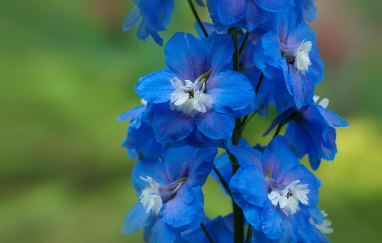 Delphinium Wallpapers - Top Free Delphinium Backgrounds - WallpaperAccess