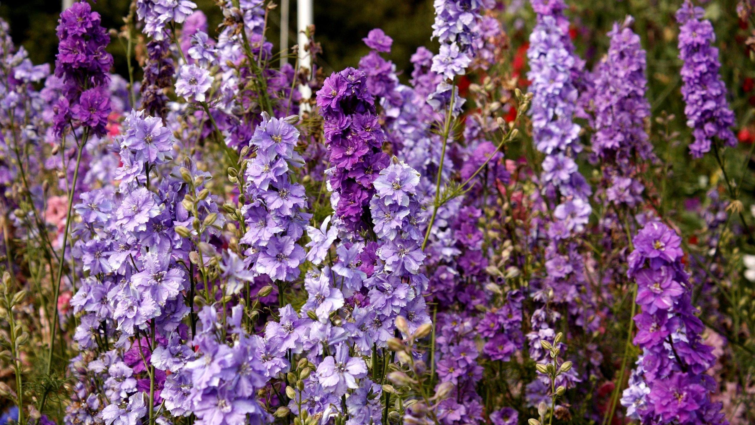 Delphinium Wallpapers - Top Free Delphinium Backgrounds - WallpaperAccess