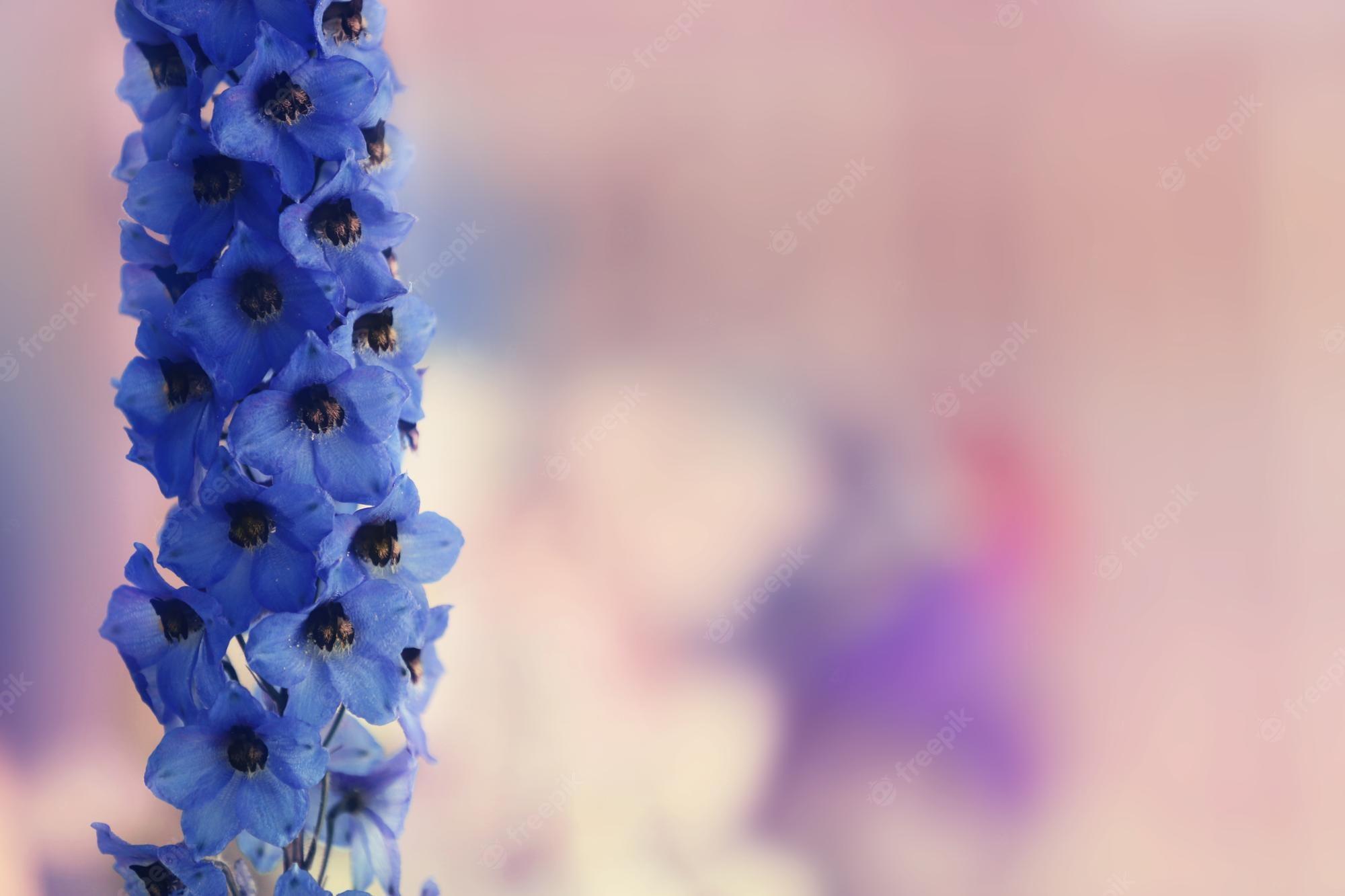 Delphinium Wallpapers - Top Free Delphinium Backgrounds - WallpaperAccess